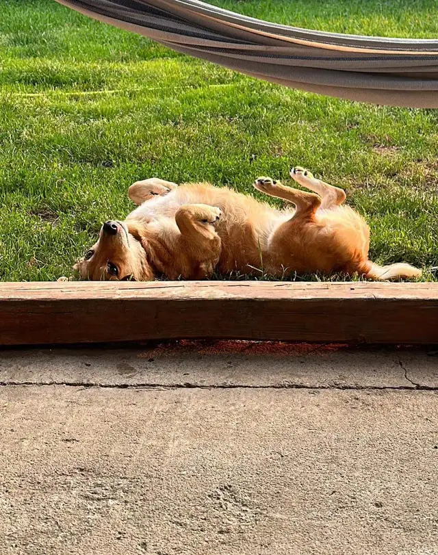 Software malfunction - reboot failed | Scrolller