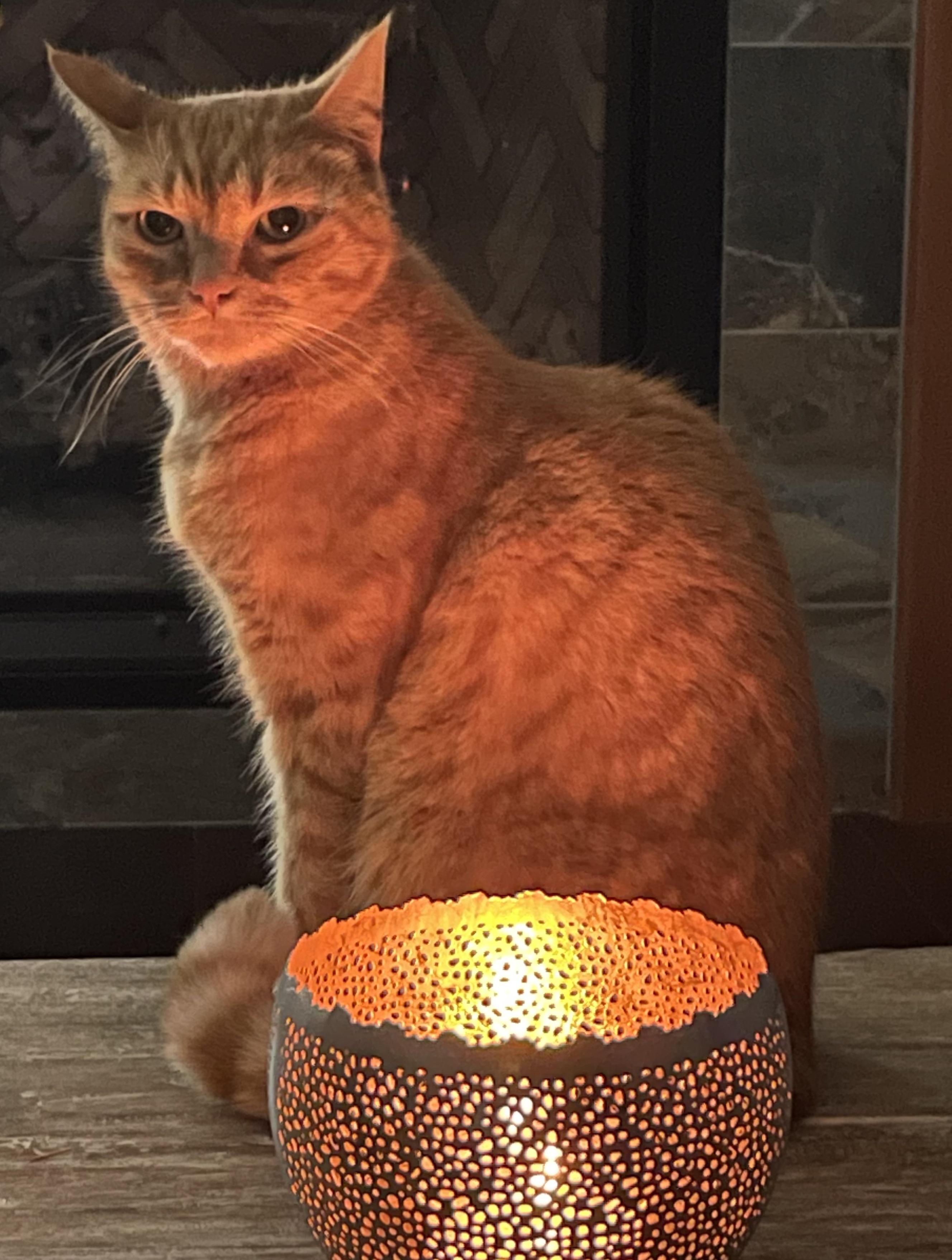 Gingy by candlelight | Scrolller