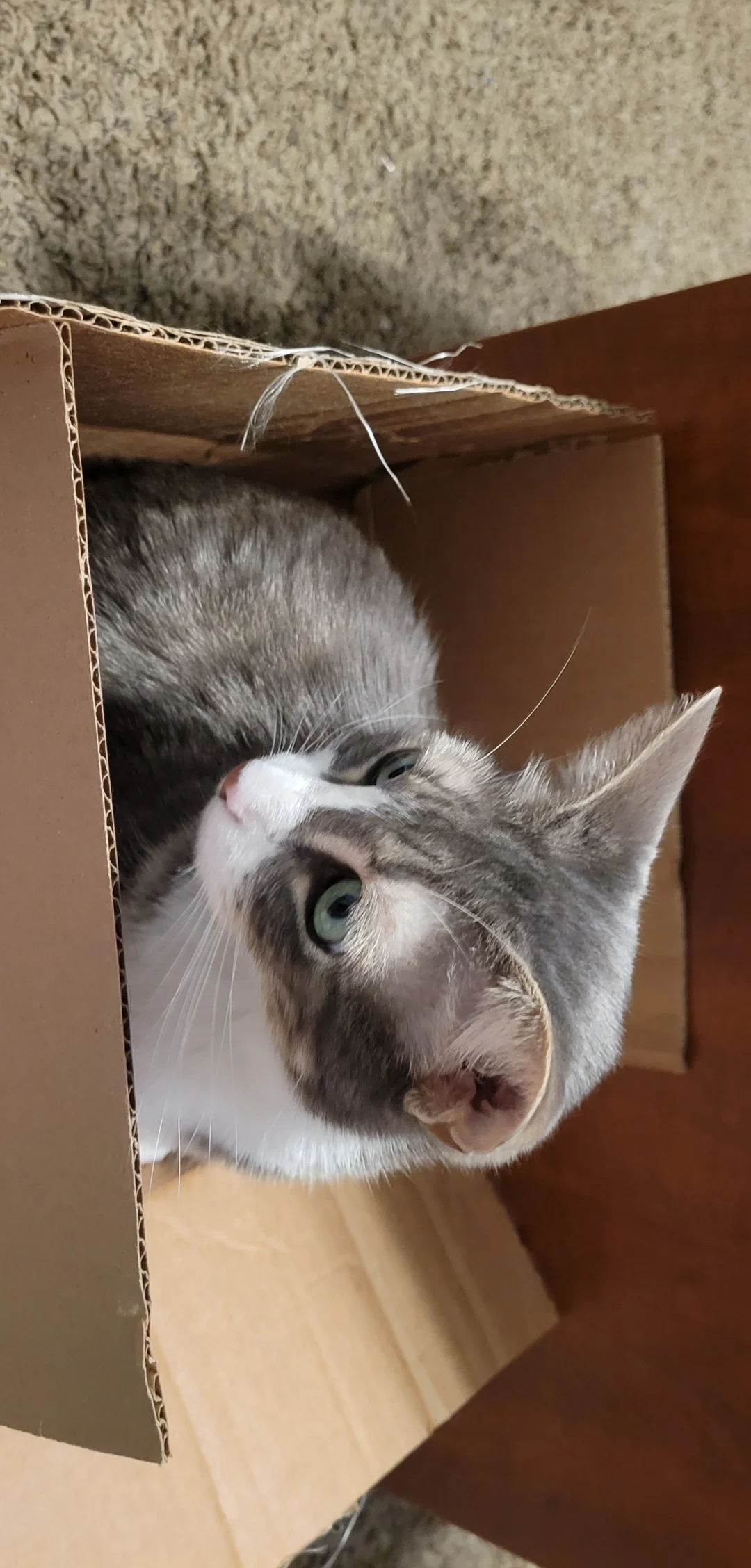 Glorious success | Scrolller