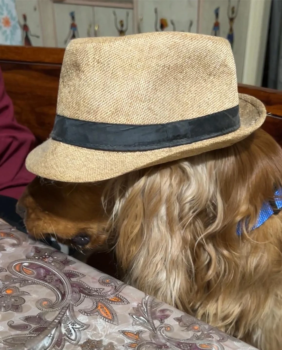 Michael Barkson in the House: Smooth Criminal Look! 🎩🐾 | Scrolller