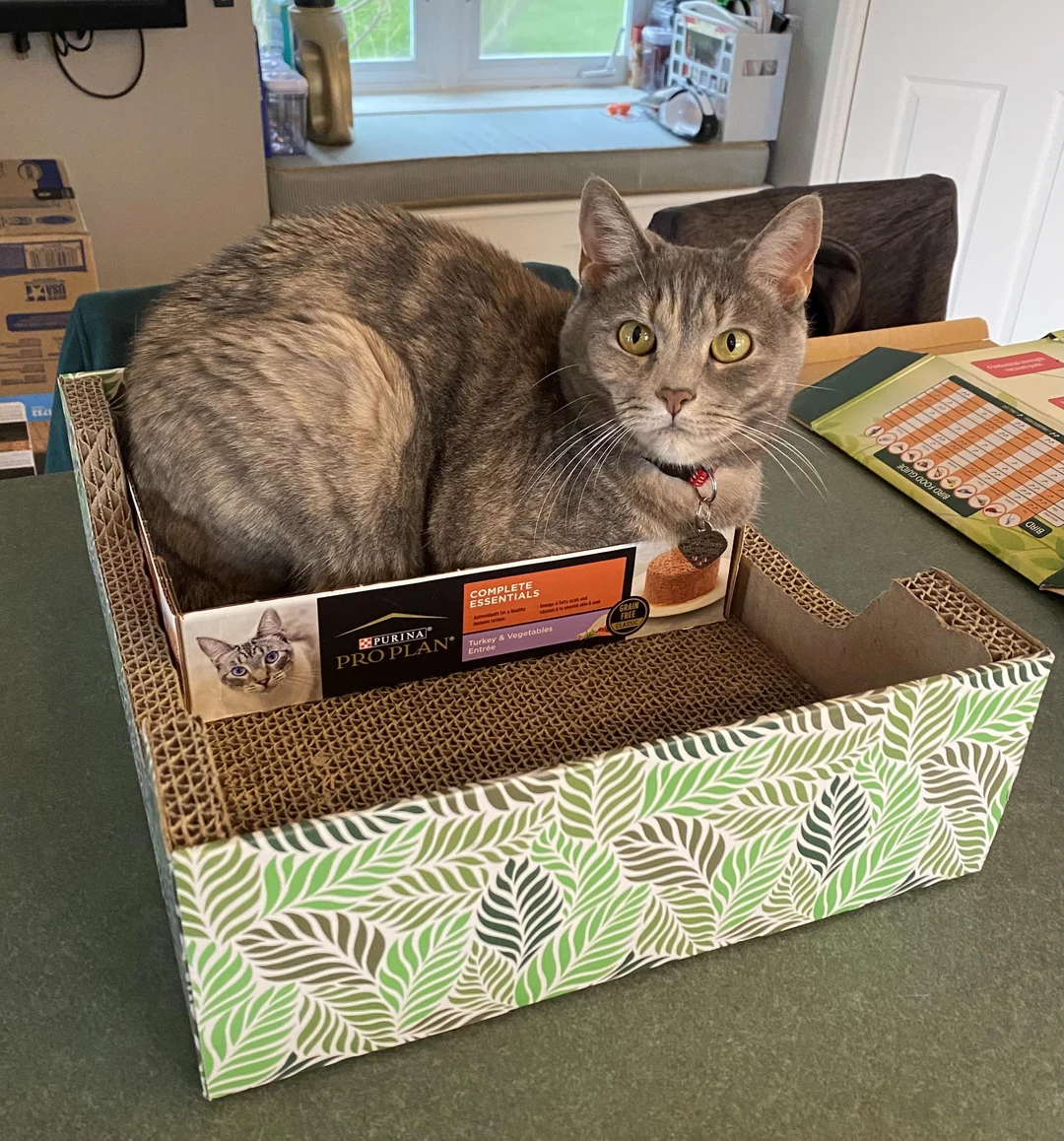 Double trap | Scrolller