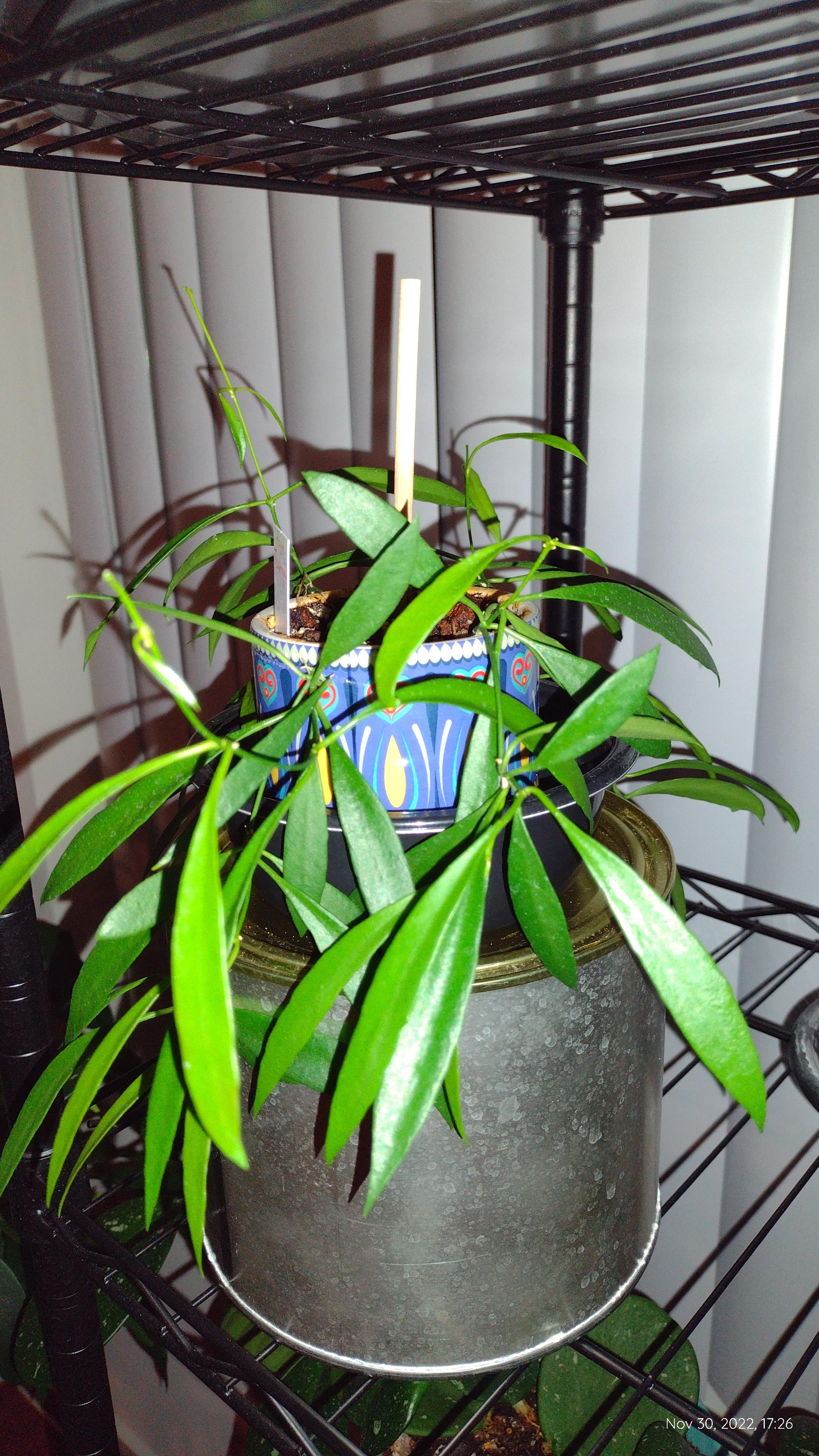 Hoya Tsangii, thriving! | Scrolller