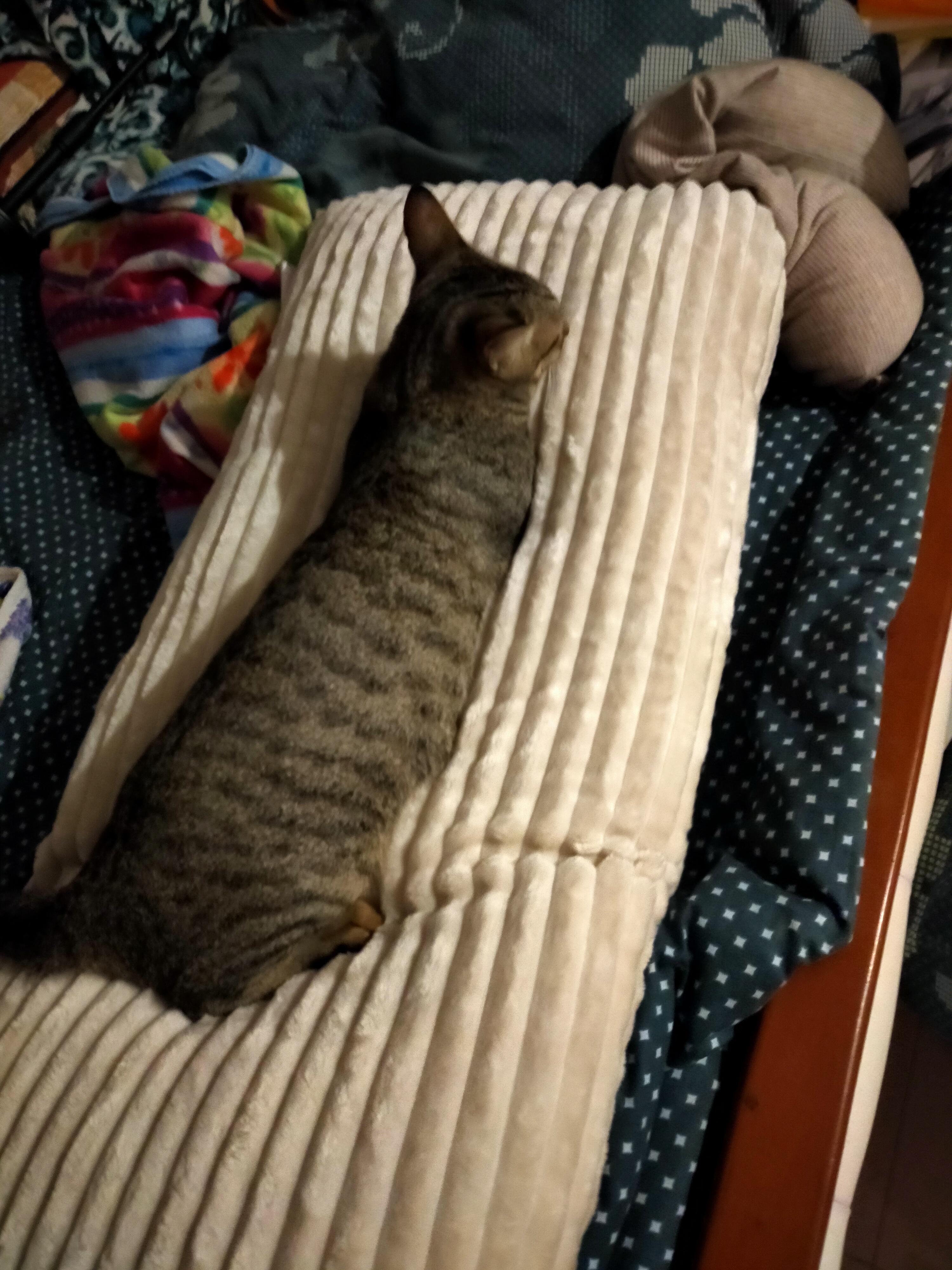 dammmmm she be feelin that pillow i just bought | Scrolller