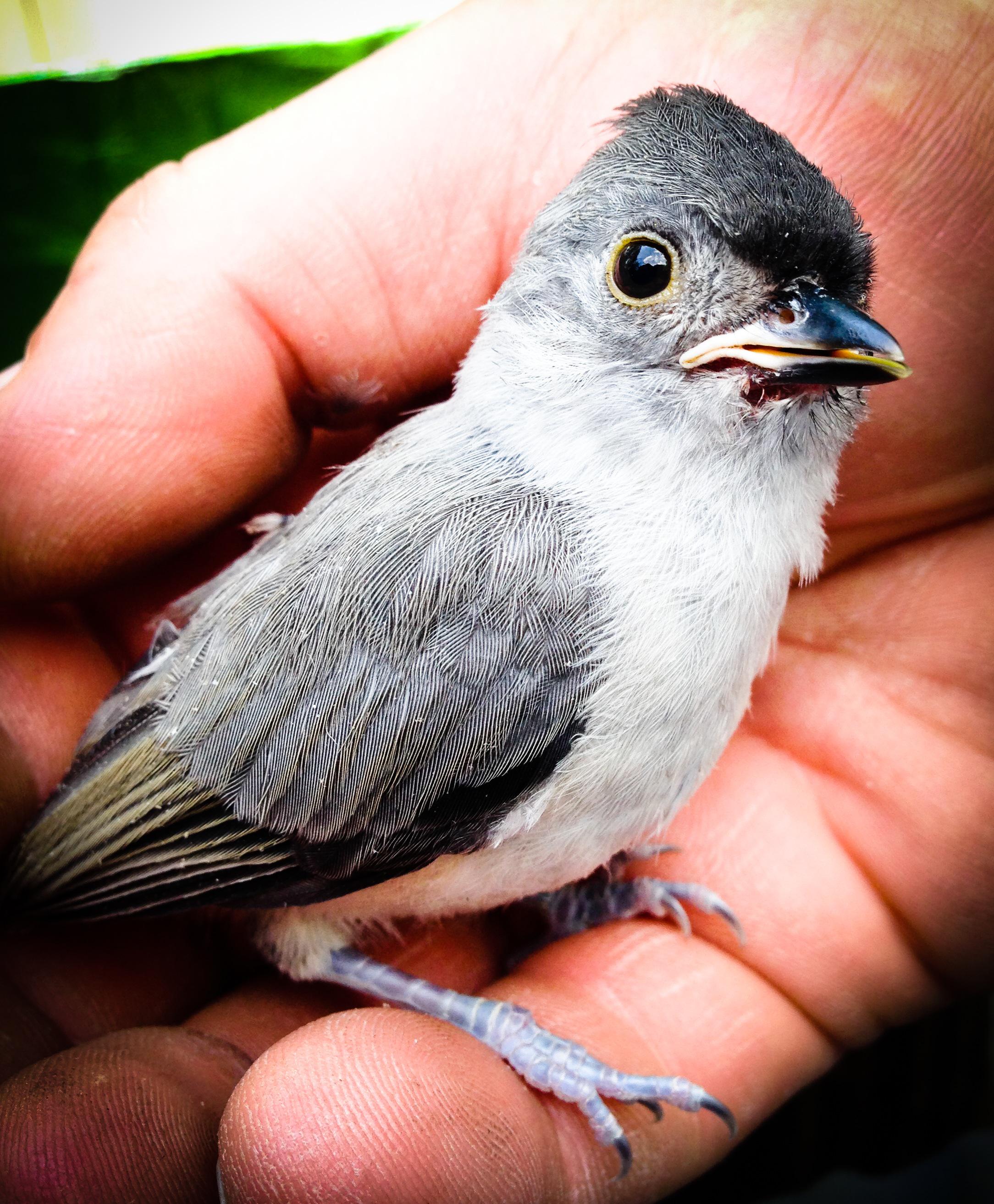 nice bird | Scrolller