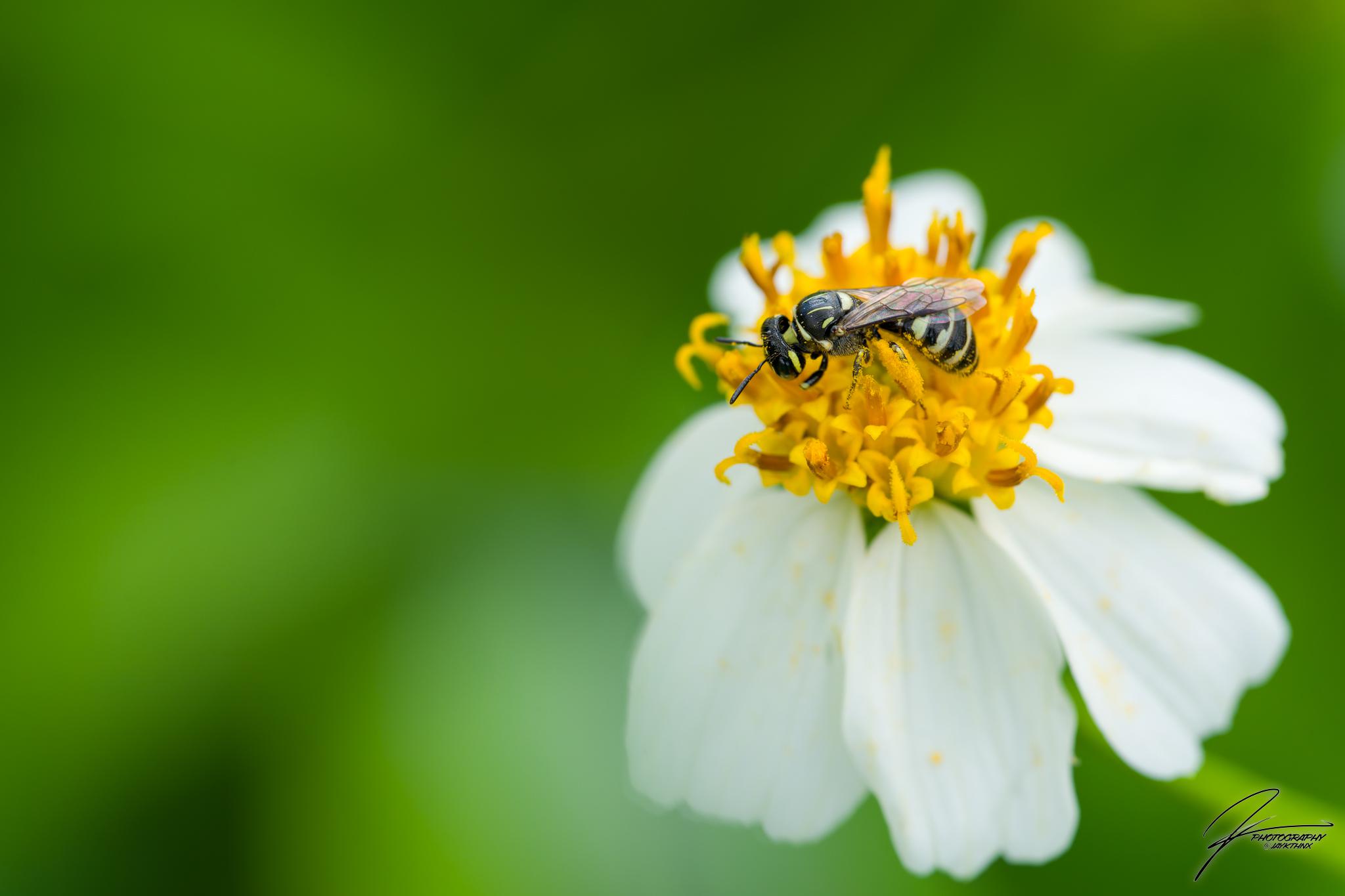 Pollen Saddles | Scrolller