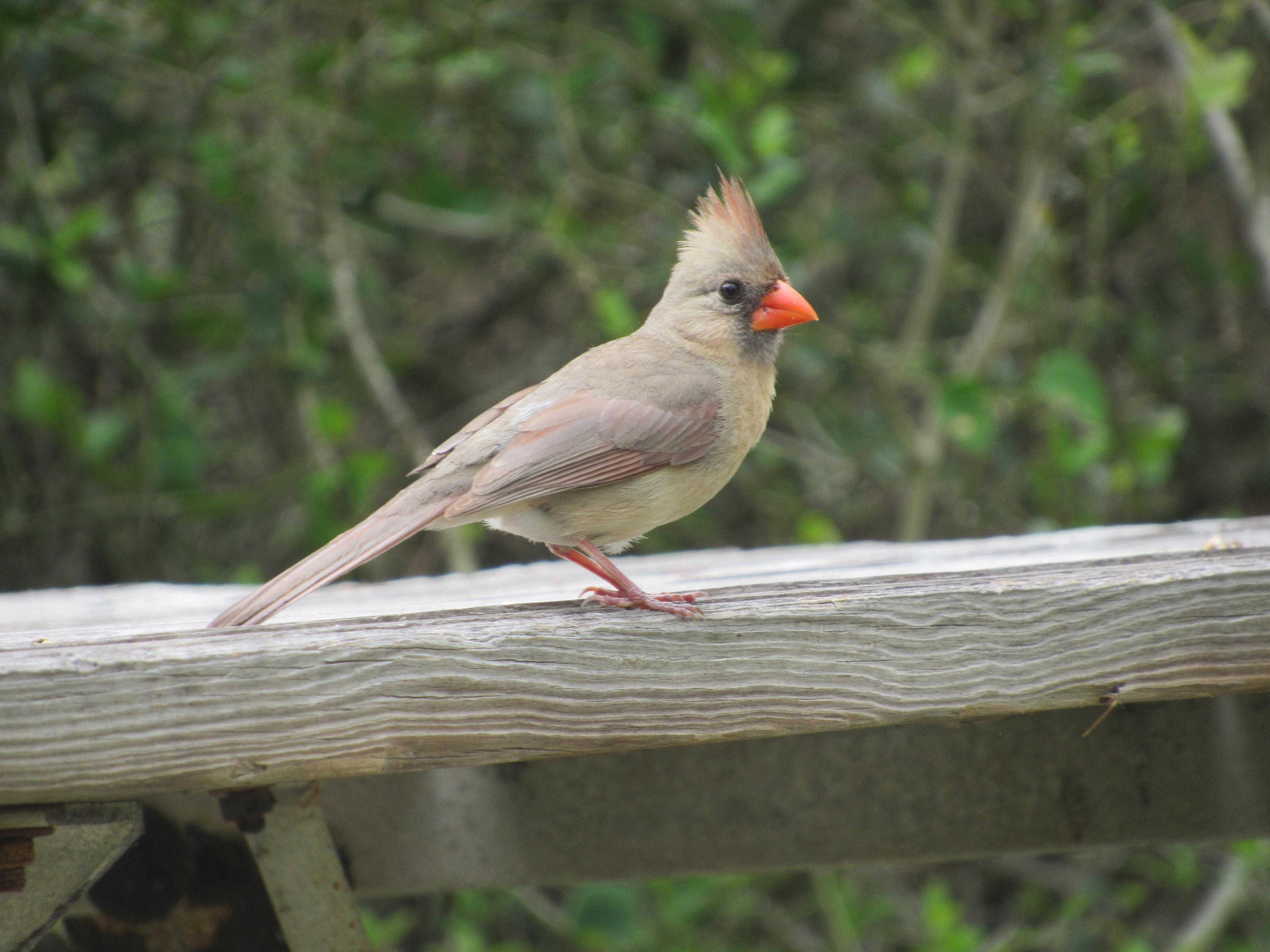 Female Northern Cardinal | Scrolller