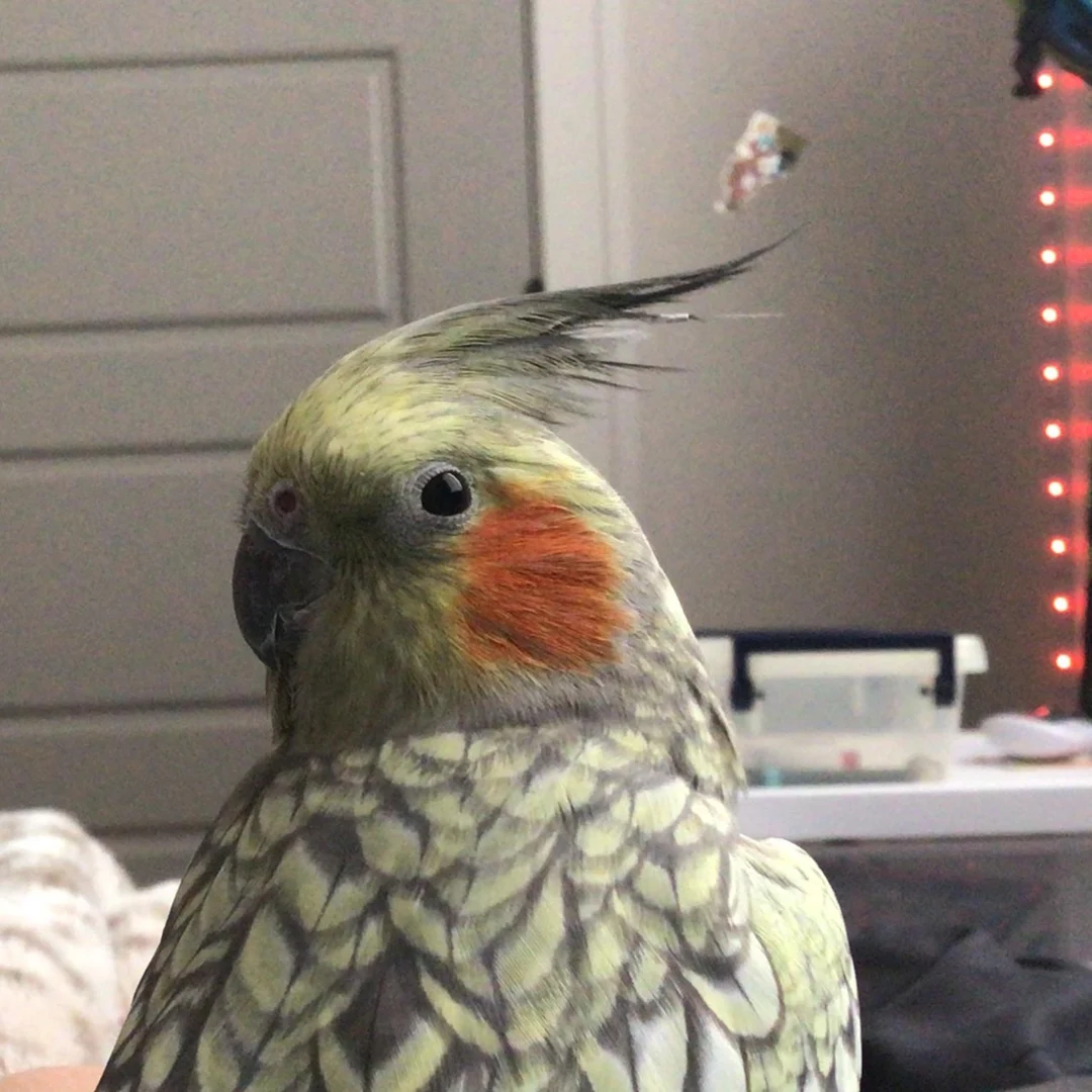 Funny Bird Scrolller