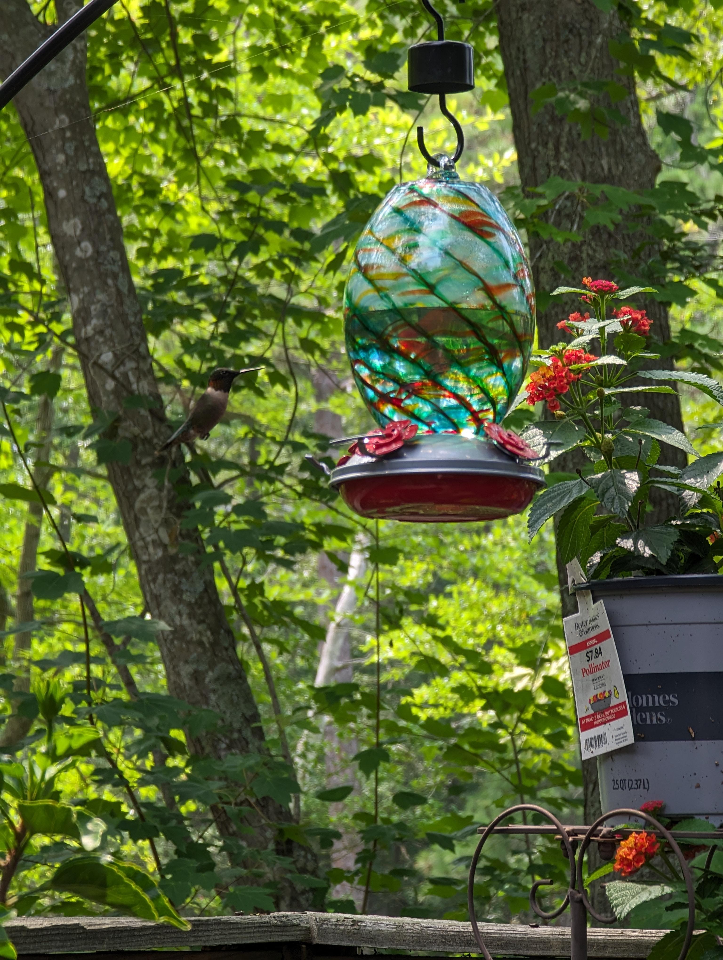 Ruby throated hummingbird NNK Va | Scrolller