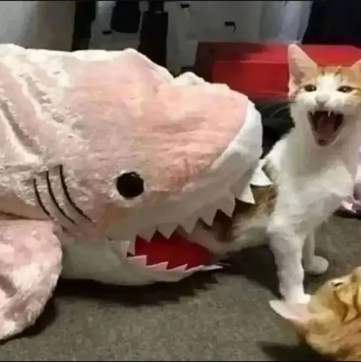 Shark attack | Scrolller