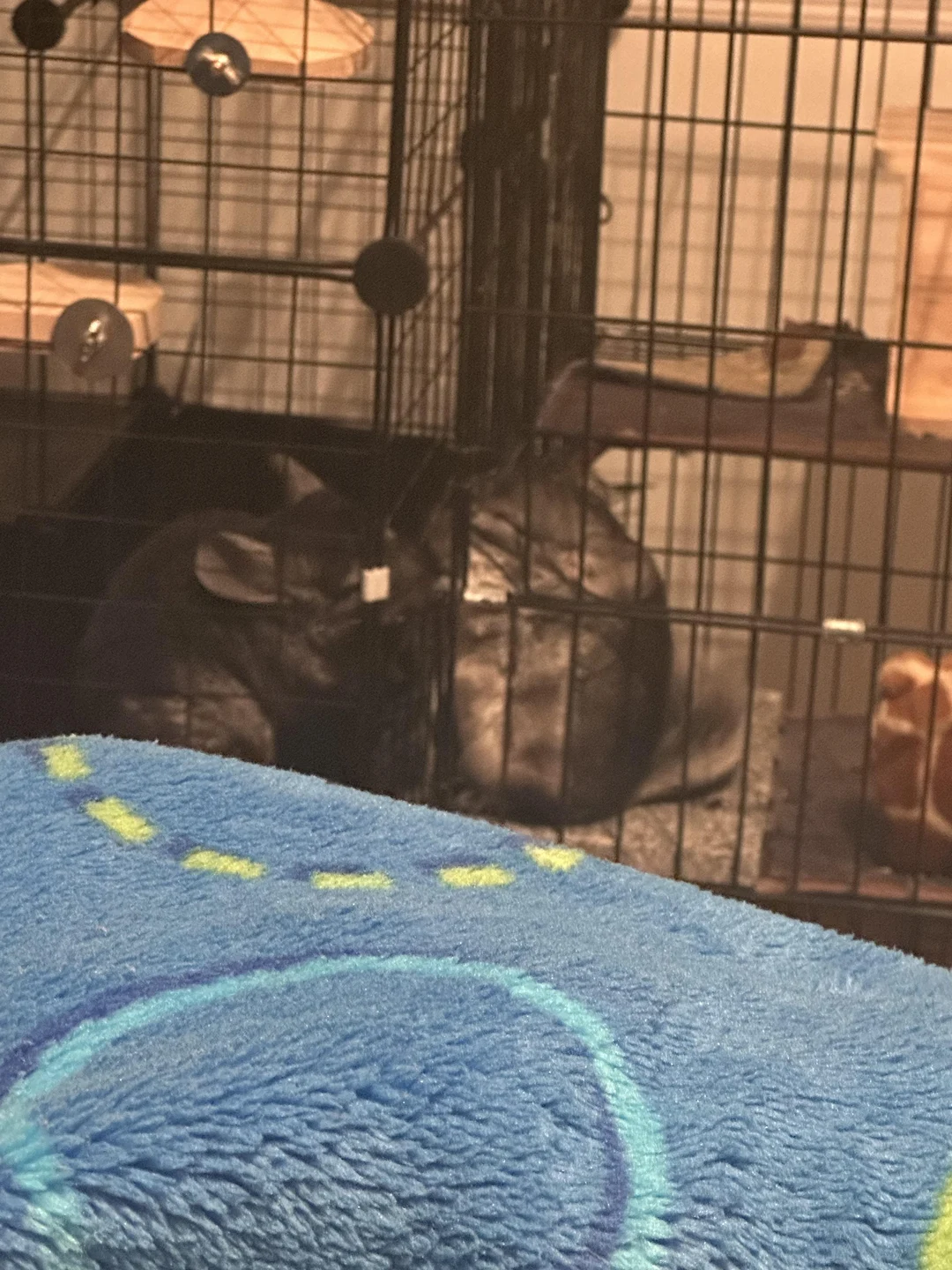 Chinchilla Bonding | Scrolller