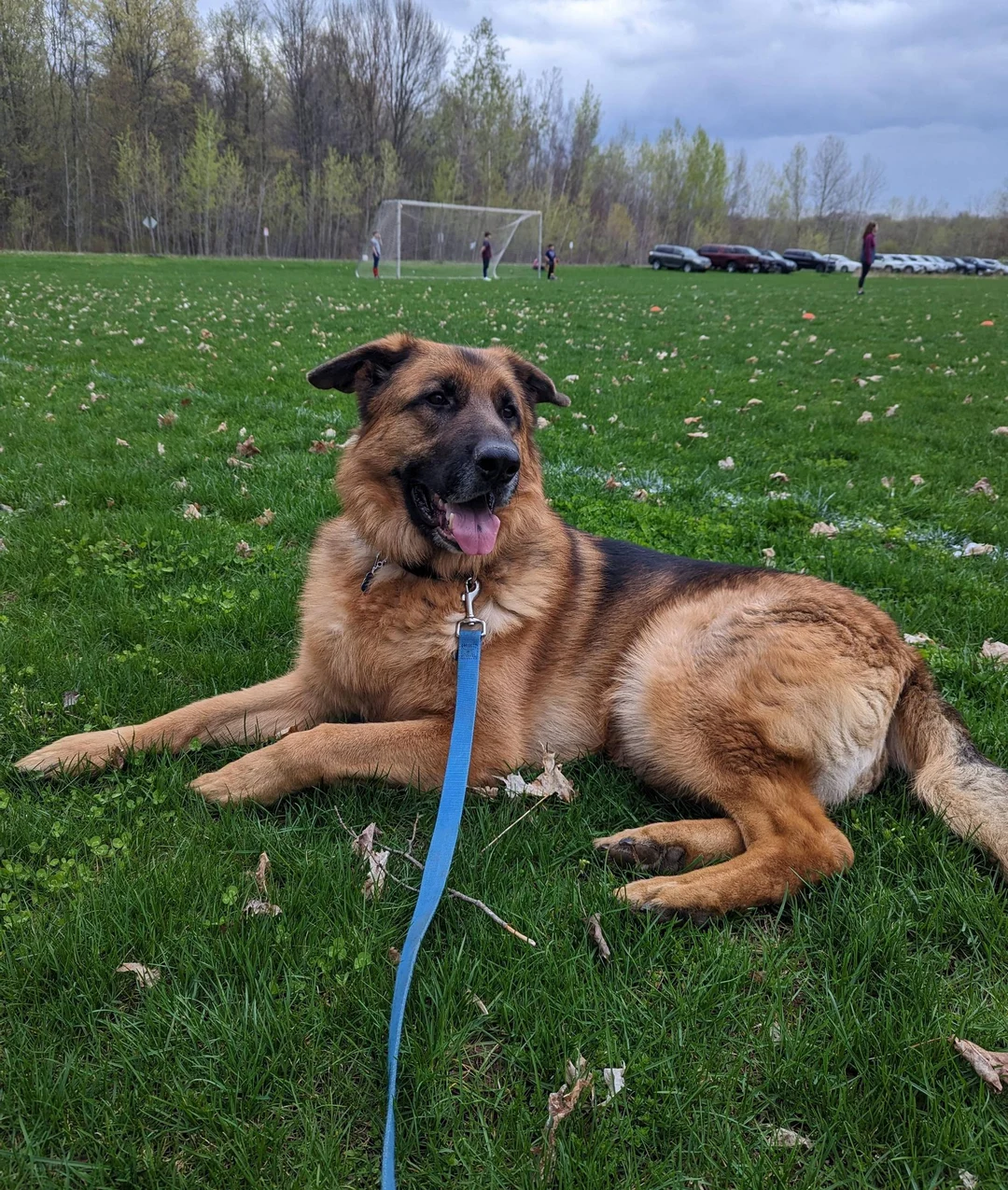 [OC] Watching his human brother | Scrolller