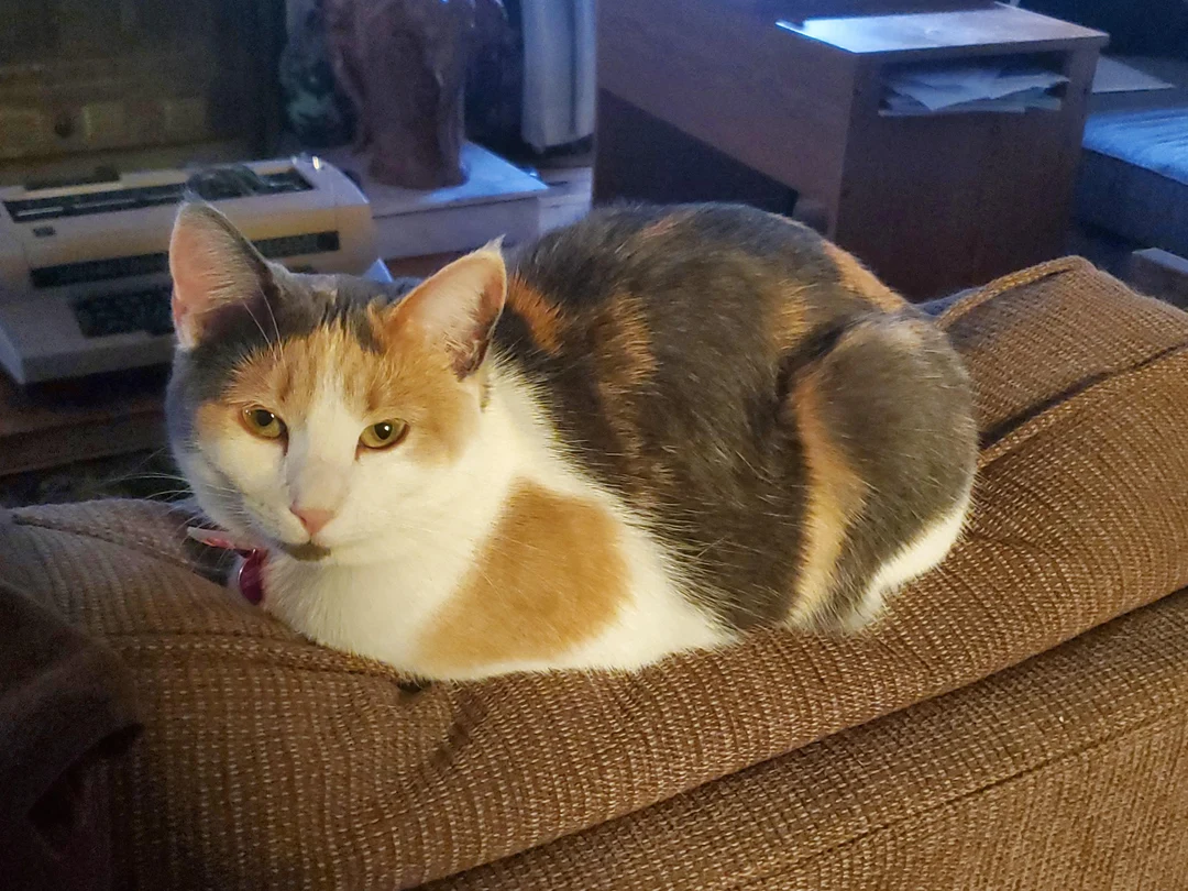slightly overtoasted but lovely loaf | Scrolller