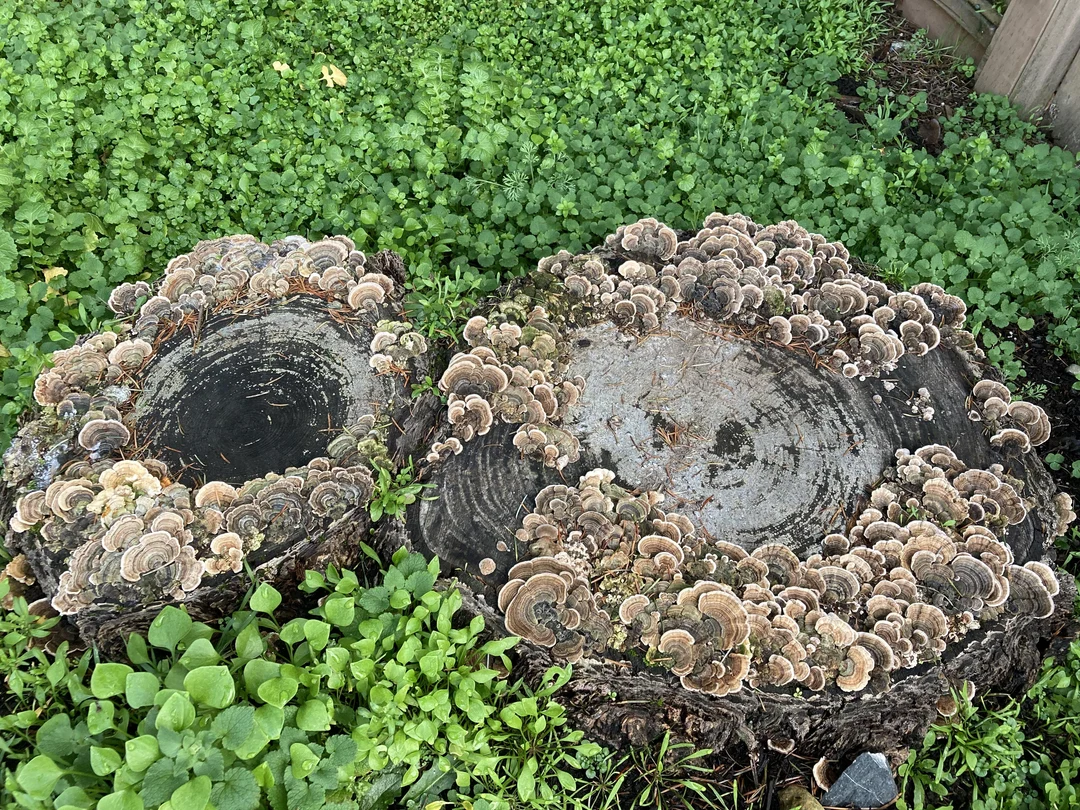 Our old stumps in our backyard | Scrolller