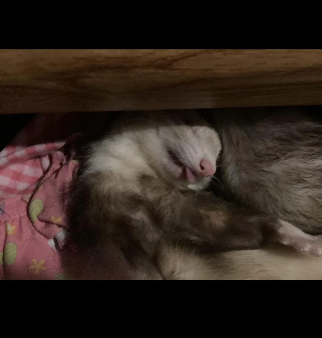 ferrets are probably the funniest animals ever. caught my baby clover sleeping like this the ...