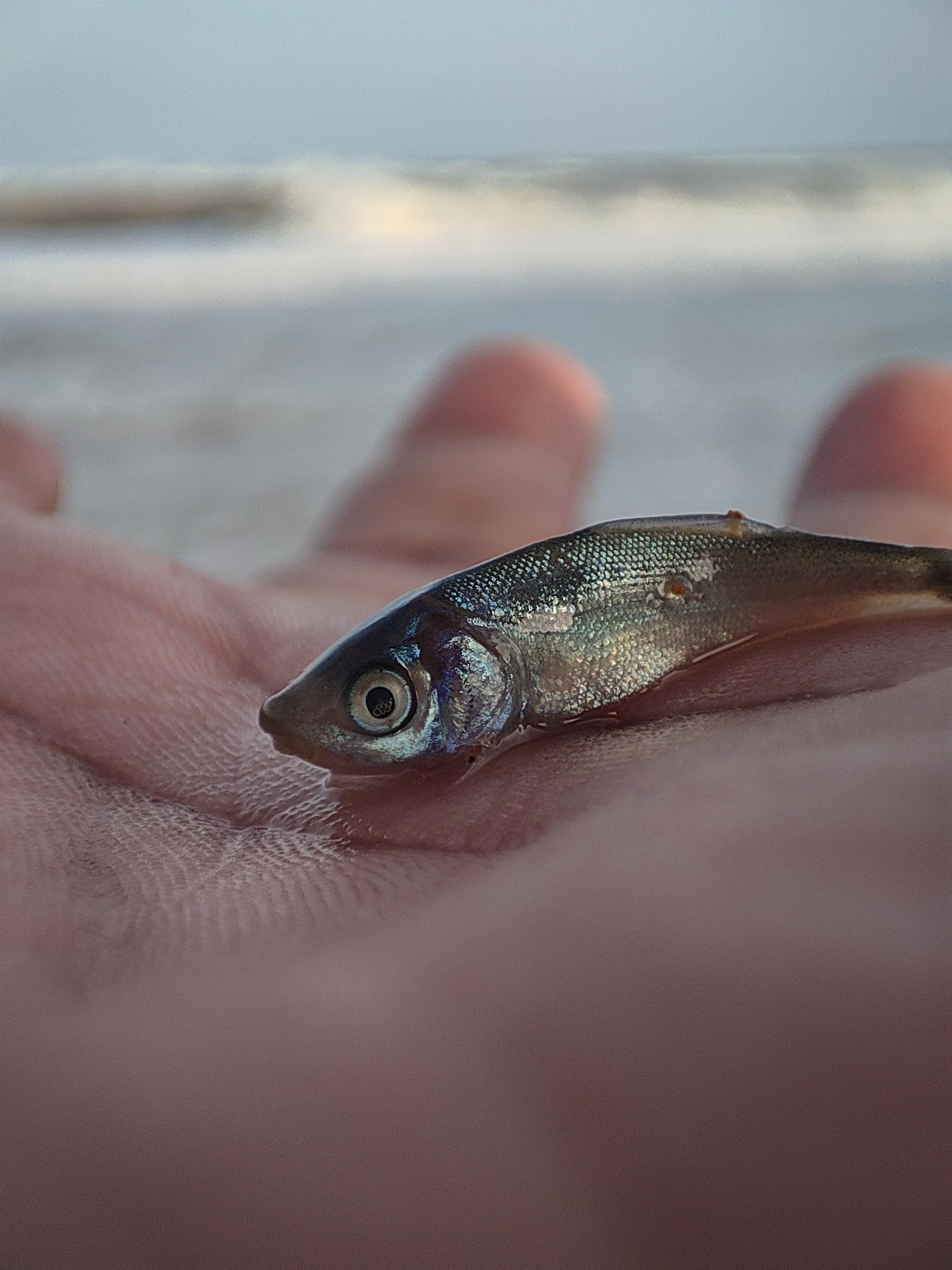 Fish washed up ashore | Scrolller