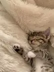 sleepy kitten | Scrolller