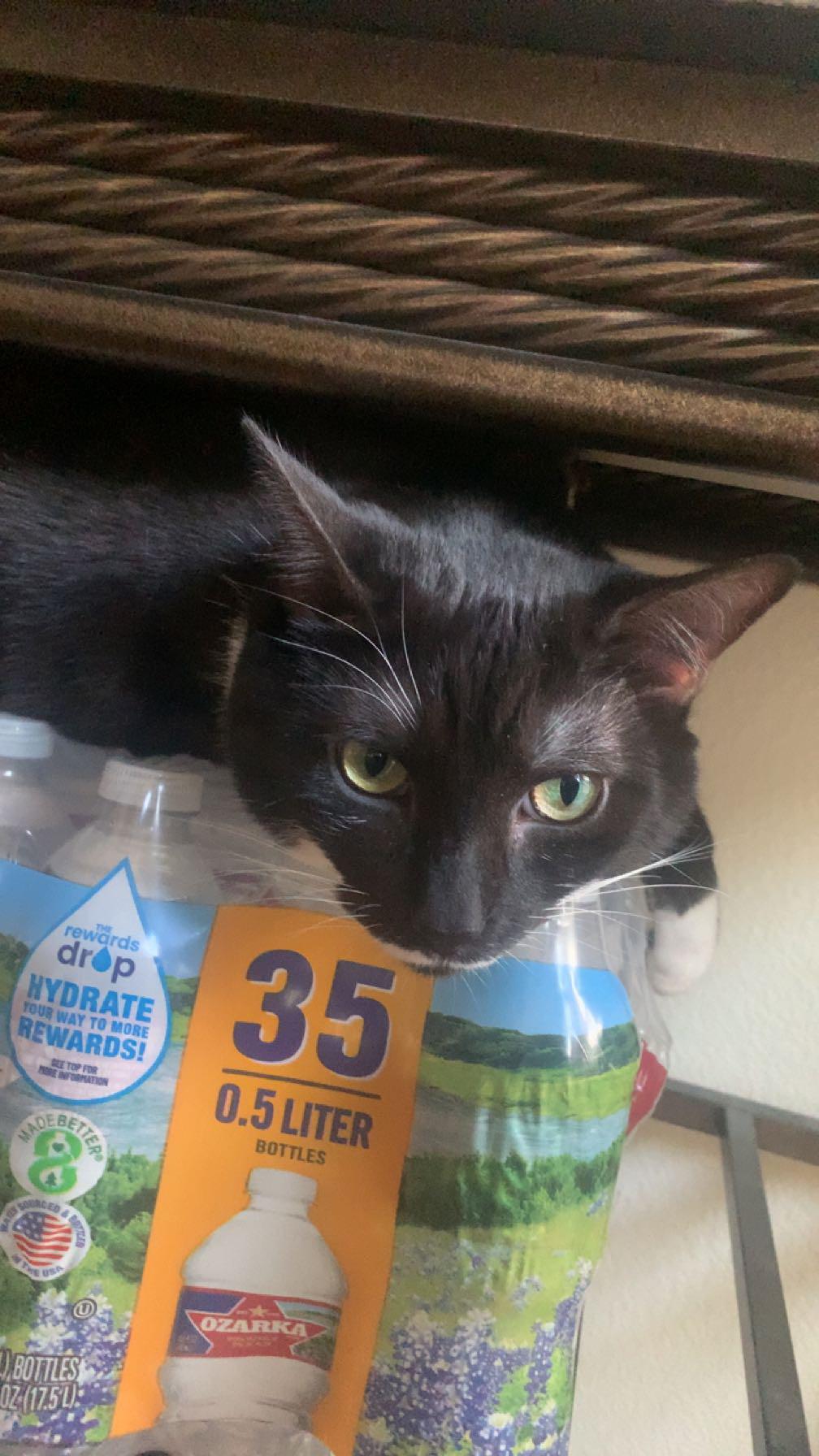 My name is Sofia, AKA beebo, I’m 3 years old, and I have an addiction to licking plastic | Scrolller