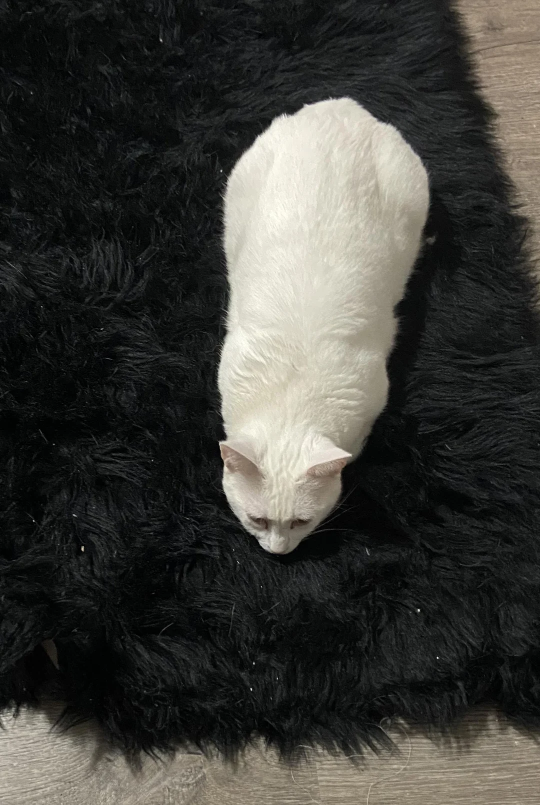 Carpet loaf | Scrolller