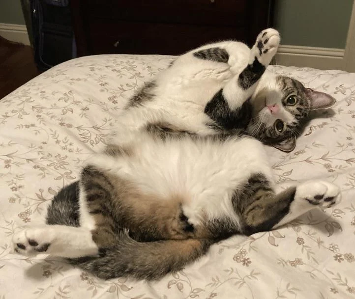 Bruce and his belly | Scrolller