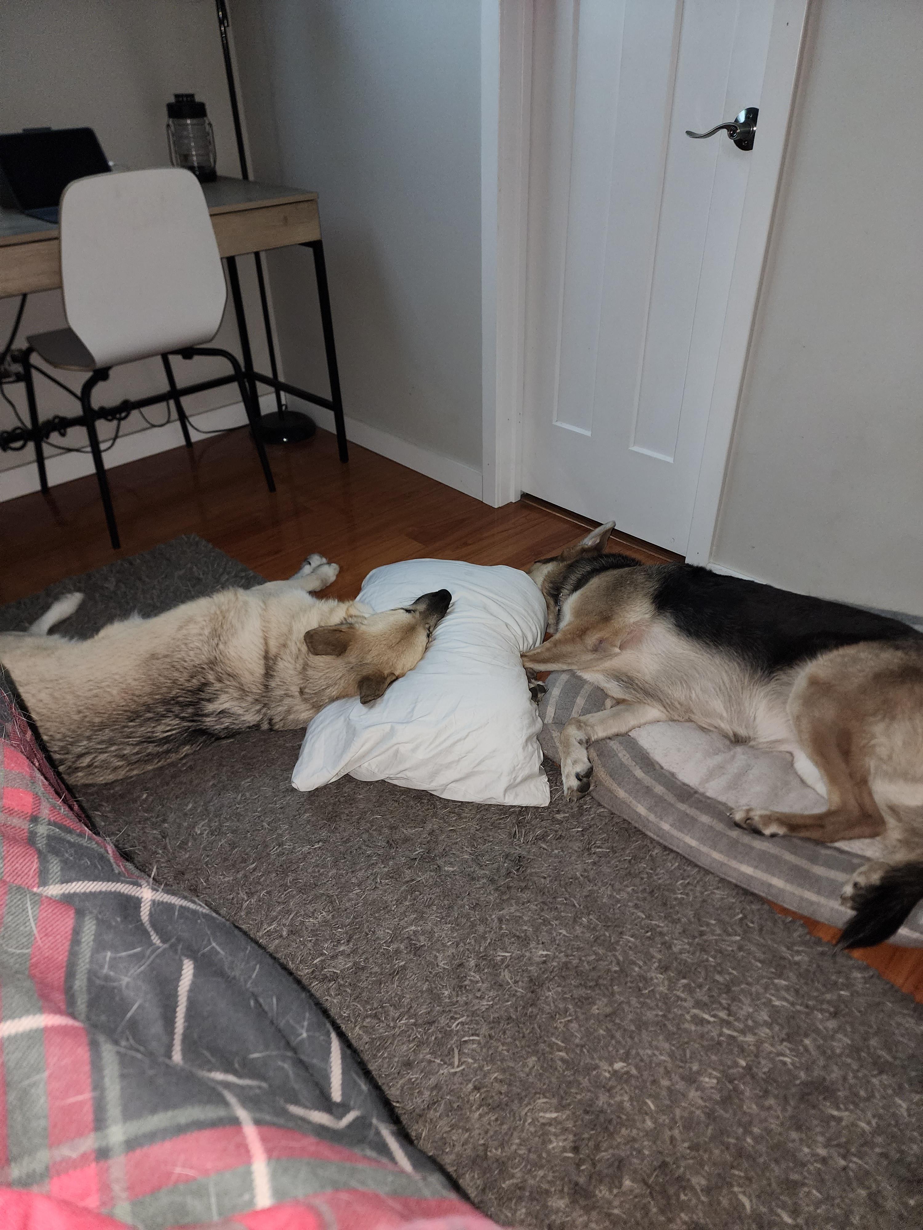 Bedtime! | Scrolller