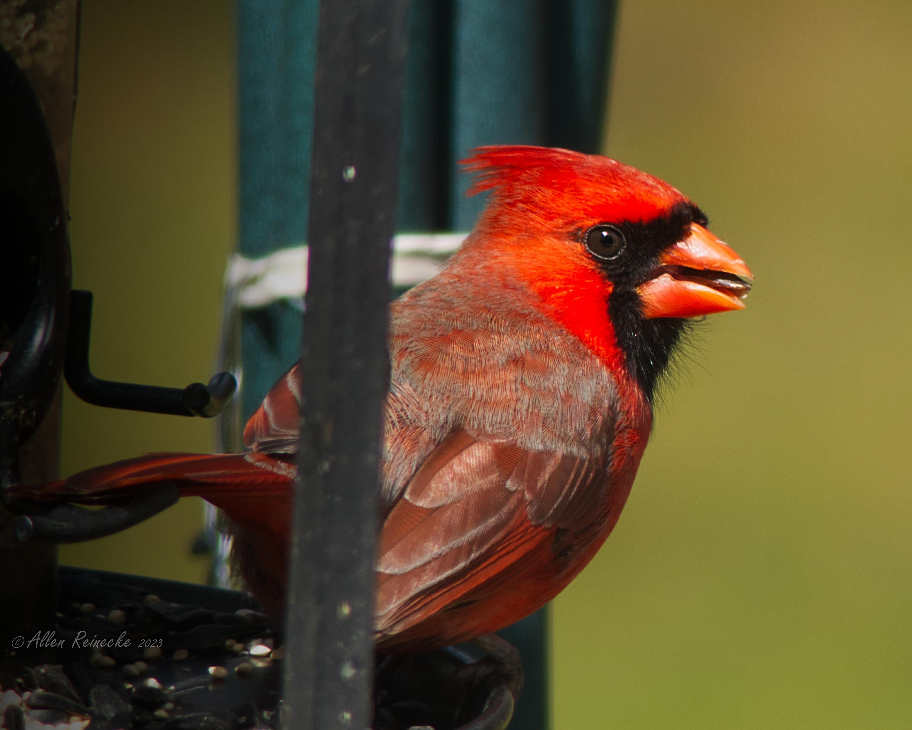 Cardinal | Scrolller