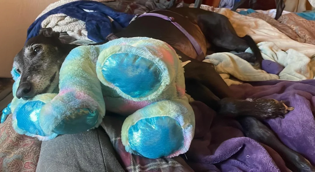 Rainey with his comfort unicorn | Scrolller