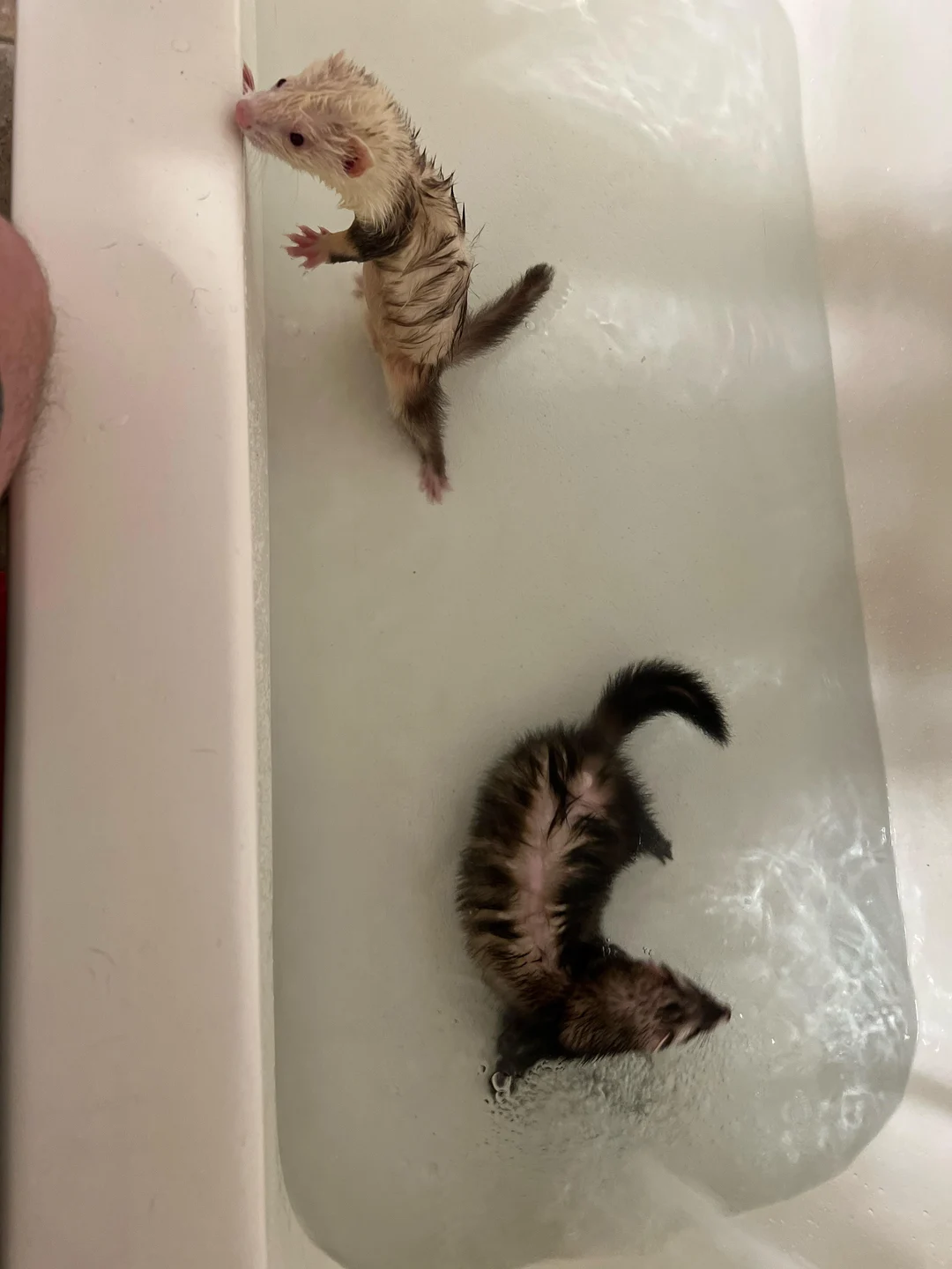 Discover more like Ferrets: Bath Time and Related Content | Scrolller