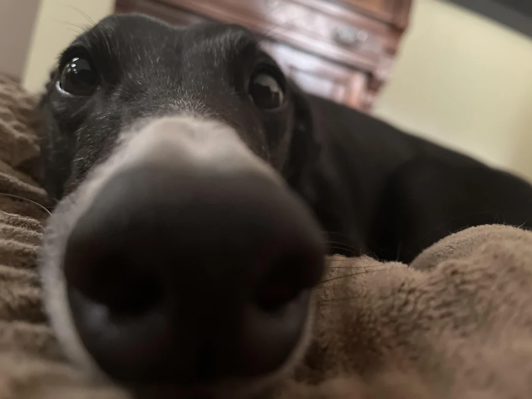 Discover more like Greyhounds: SNOOT and Related Content | Scrolller