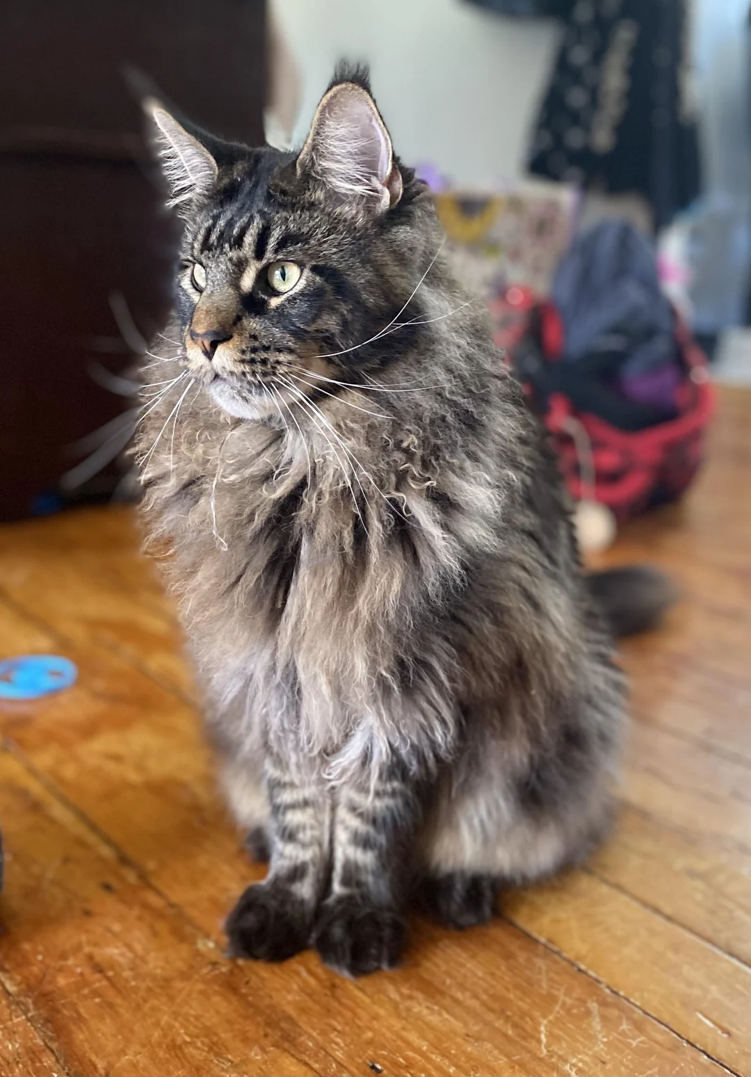 Handsome Rumi floofing out his first winter coat… | Scrolller