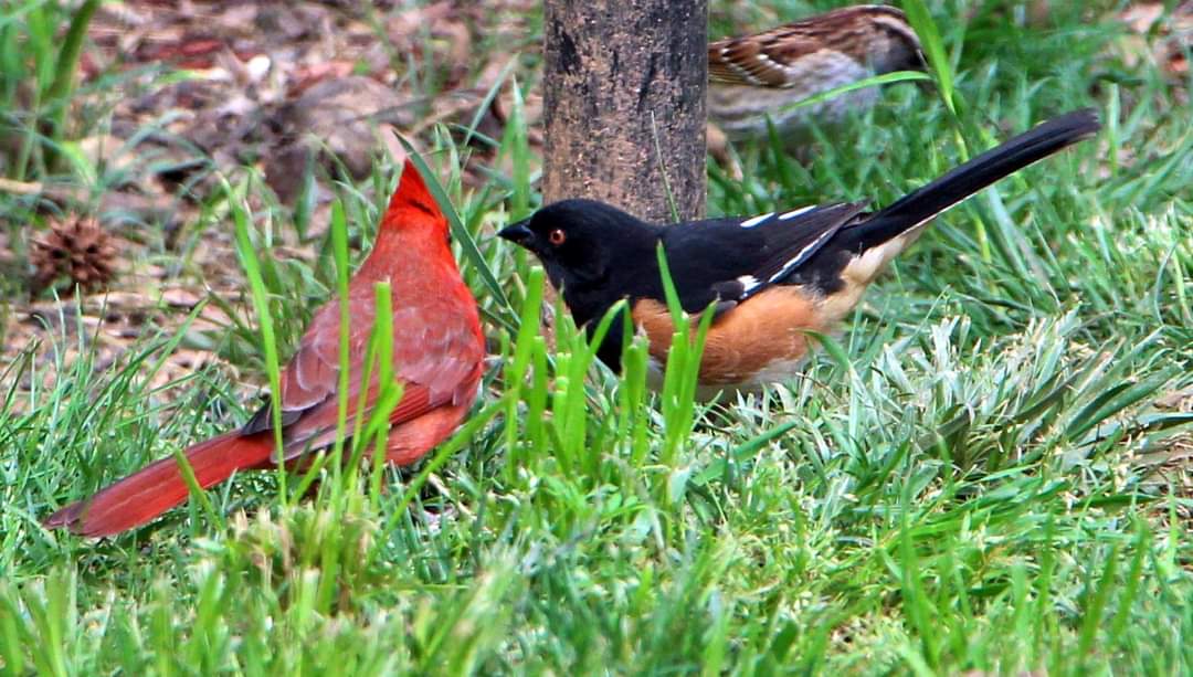 Feeder talk, Western NC foothills | Scrolller