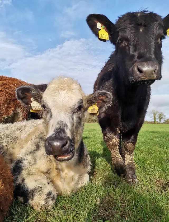 Marble and Pudding | Scrolller