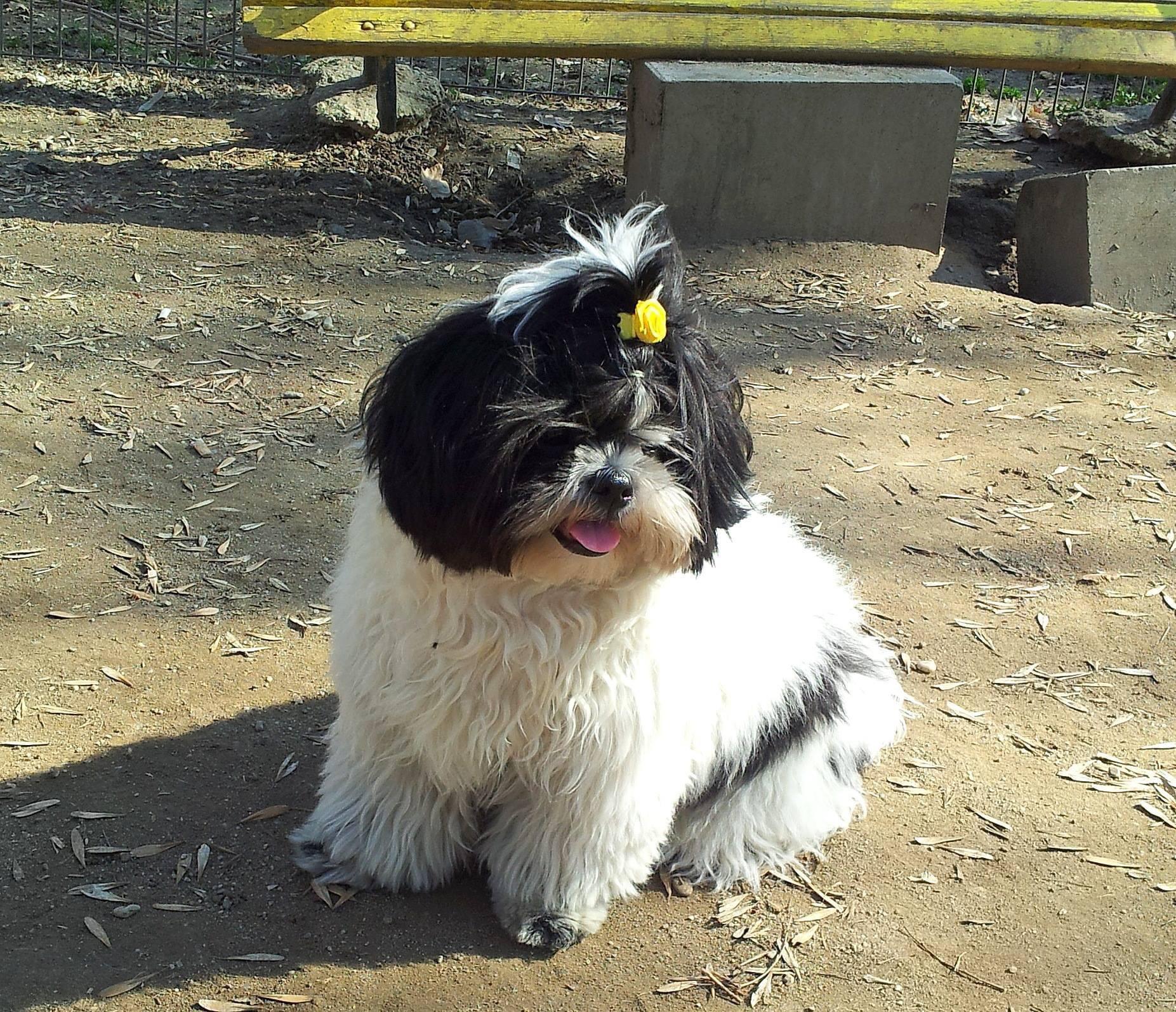 My fluffy love | Scrolller