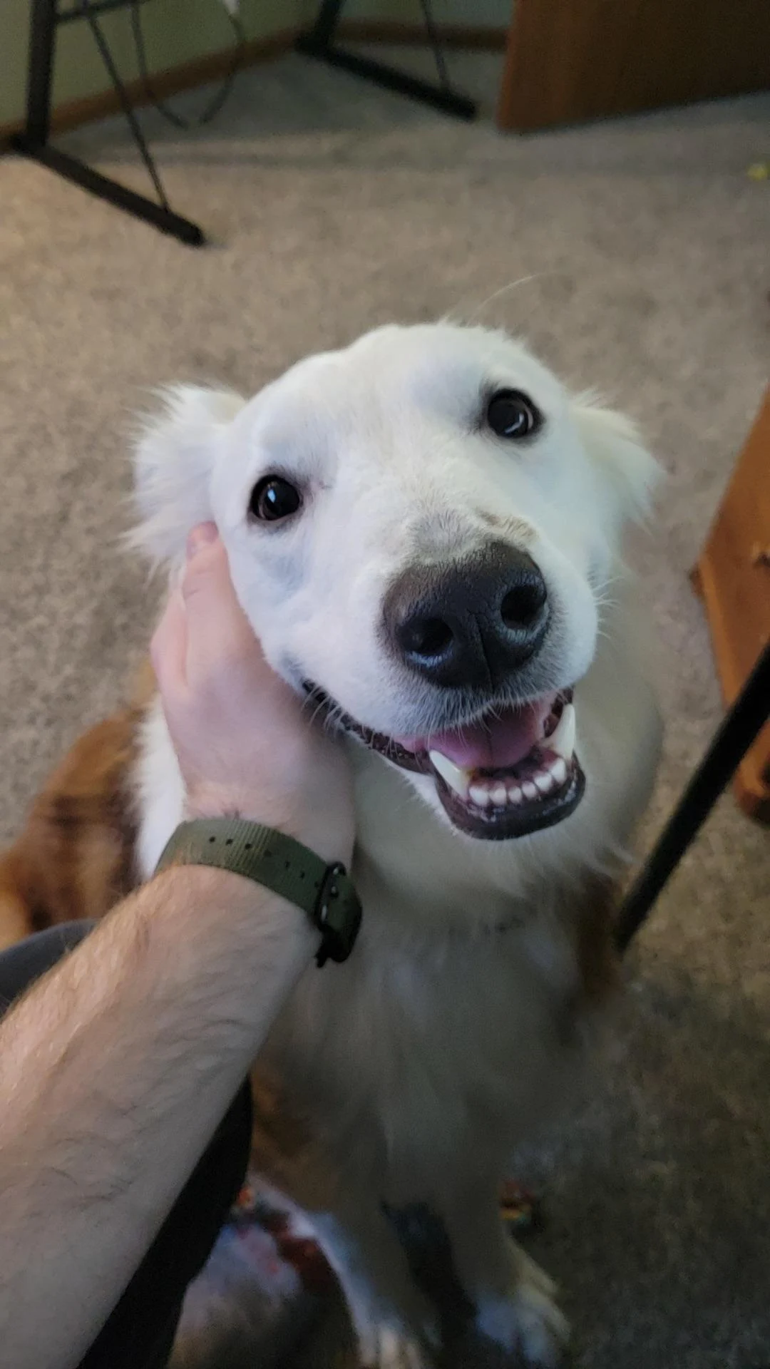 Gunner always has a smile to give :) | Scrolller
