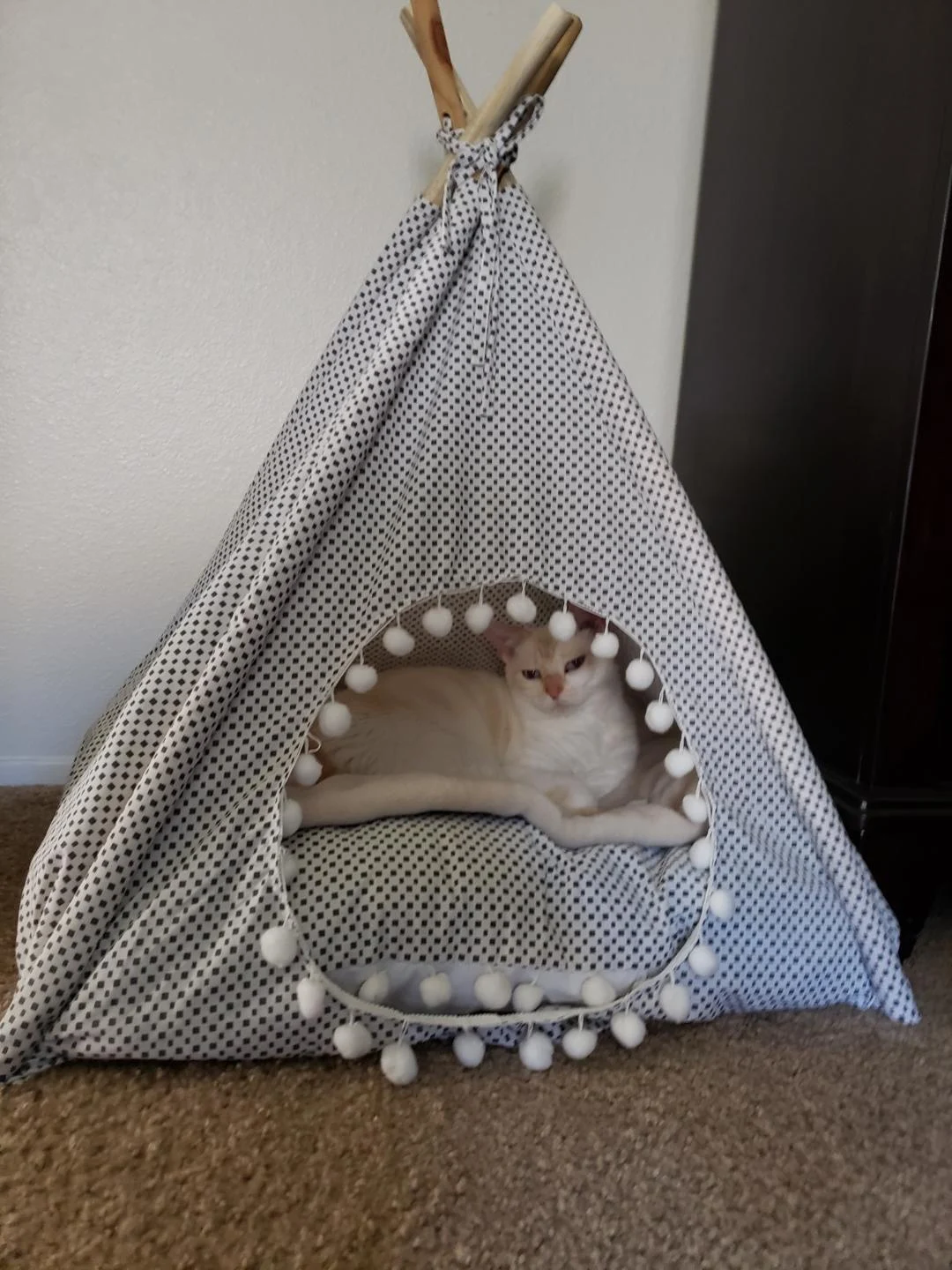 New trap is successful! | Scrolller