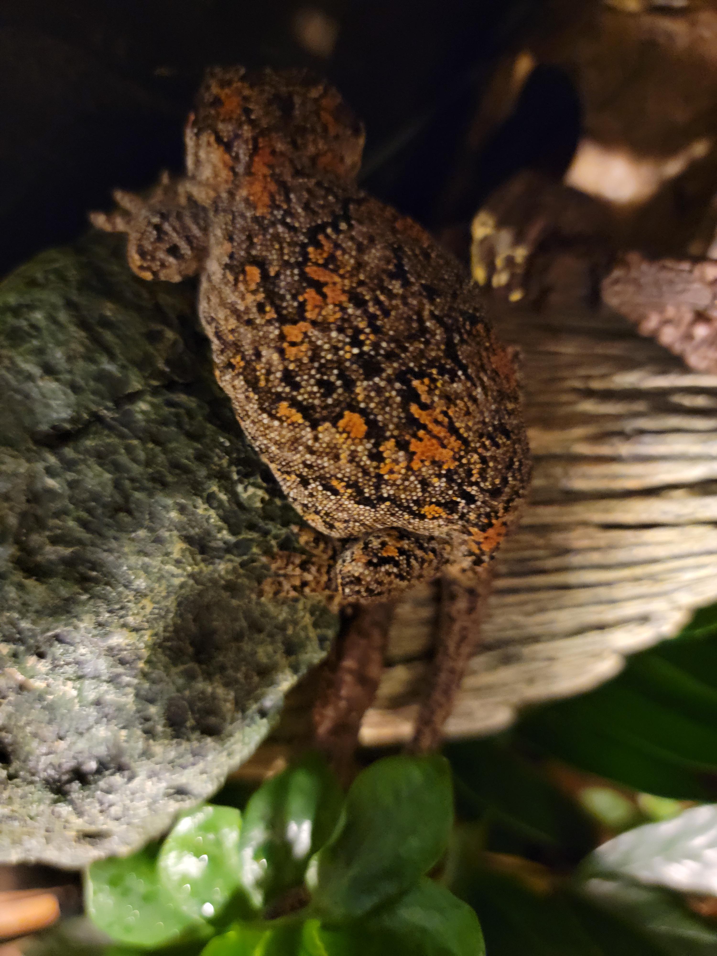 Any Idea why my Garg is so Round? | Scrolller