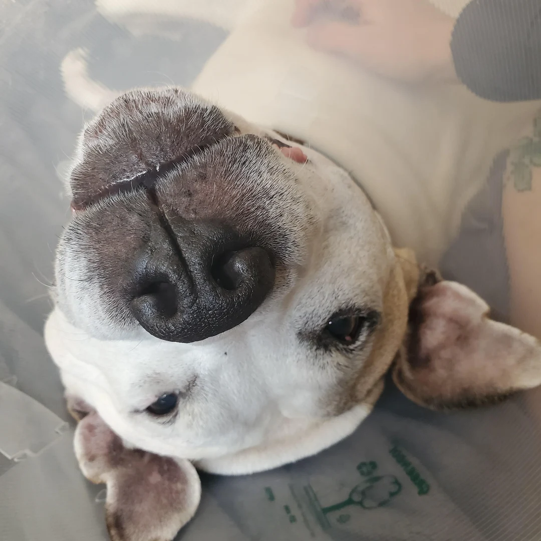 Cake Day Cone Head | Scrolller