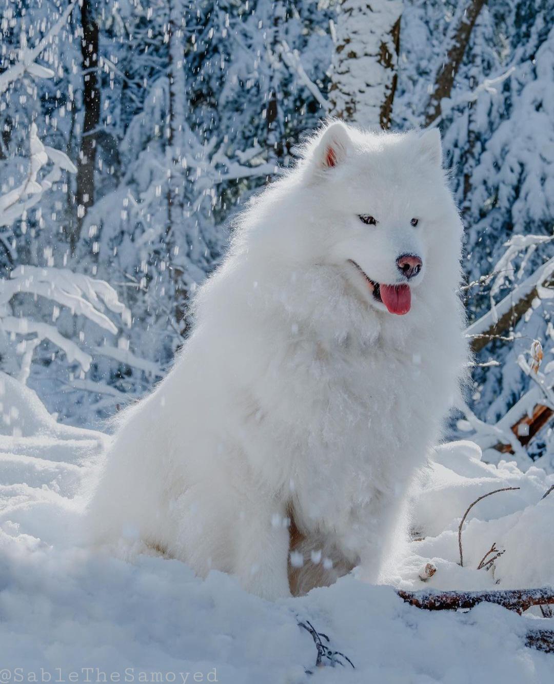 Sable in her paradise | Scrolller