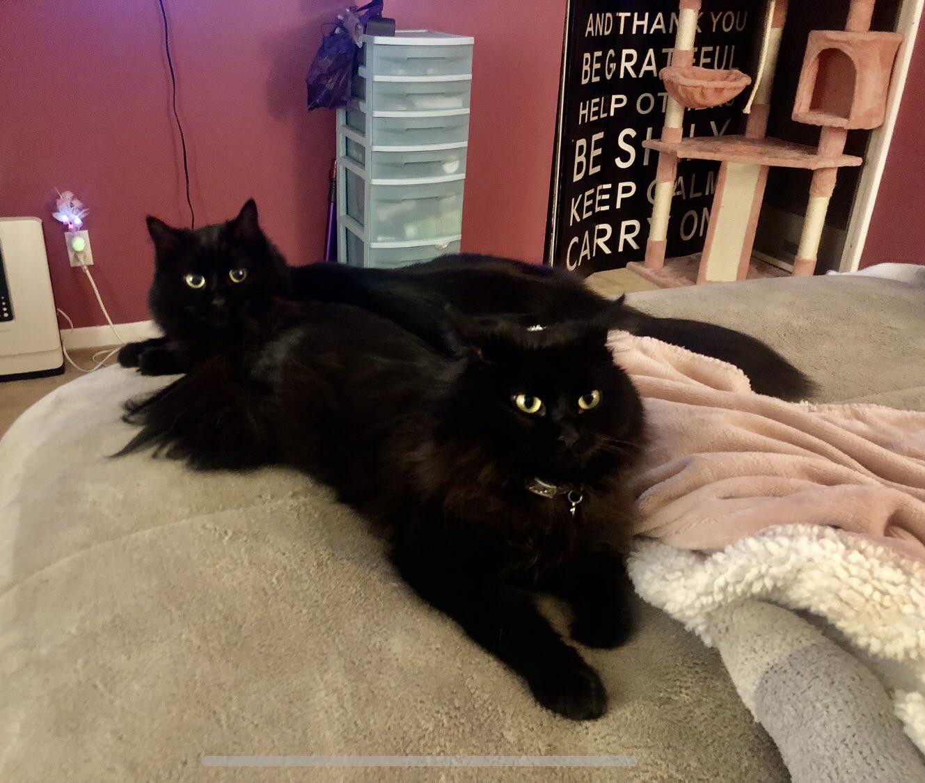 My Twin Monsters | Scrolller