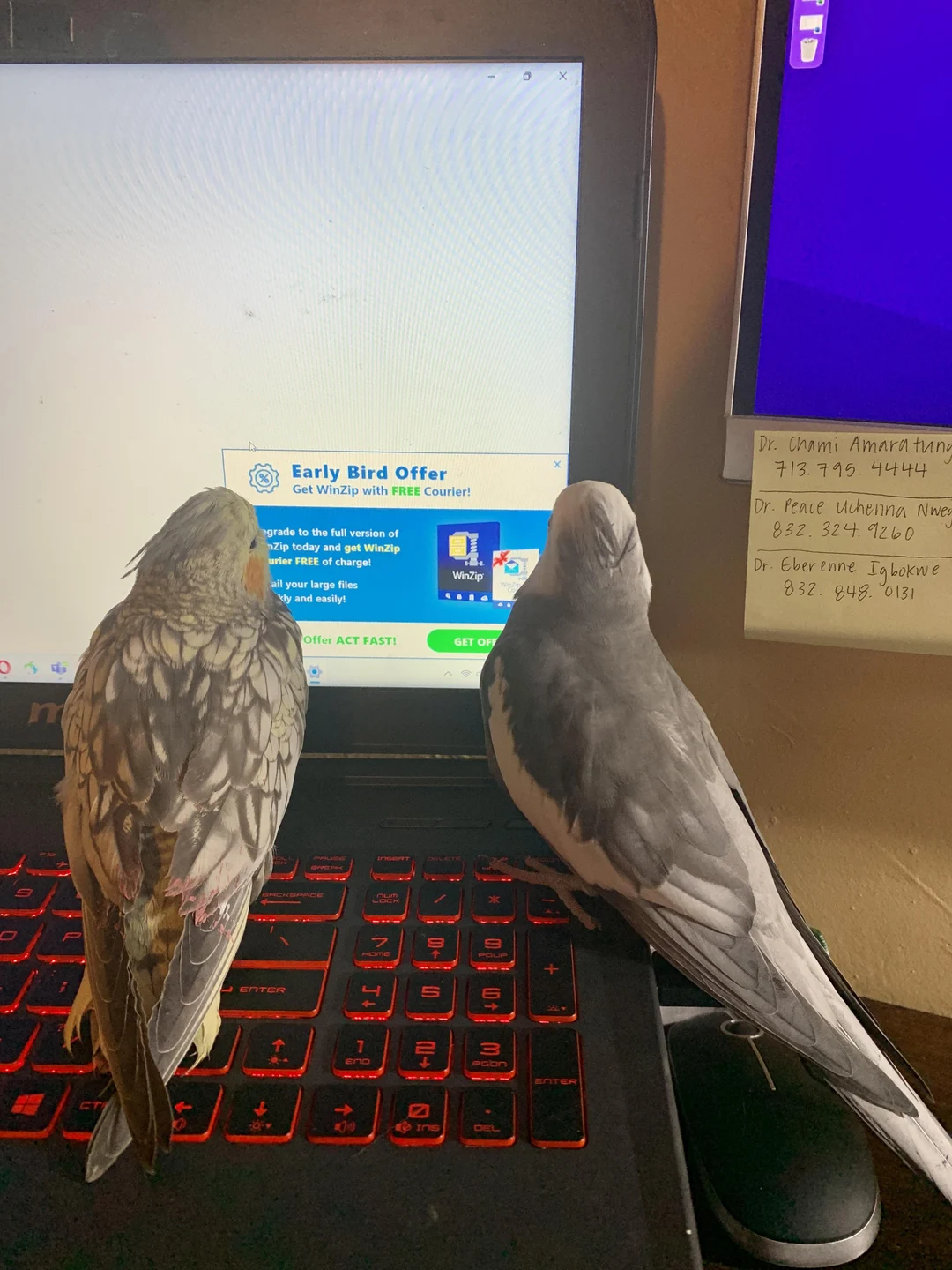 Captive market | Scrolller