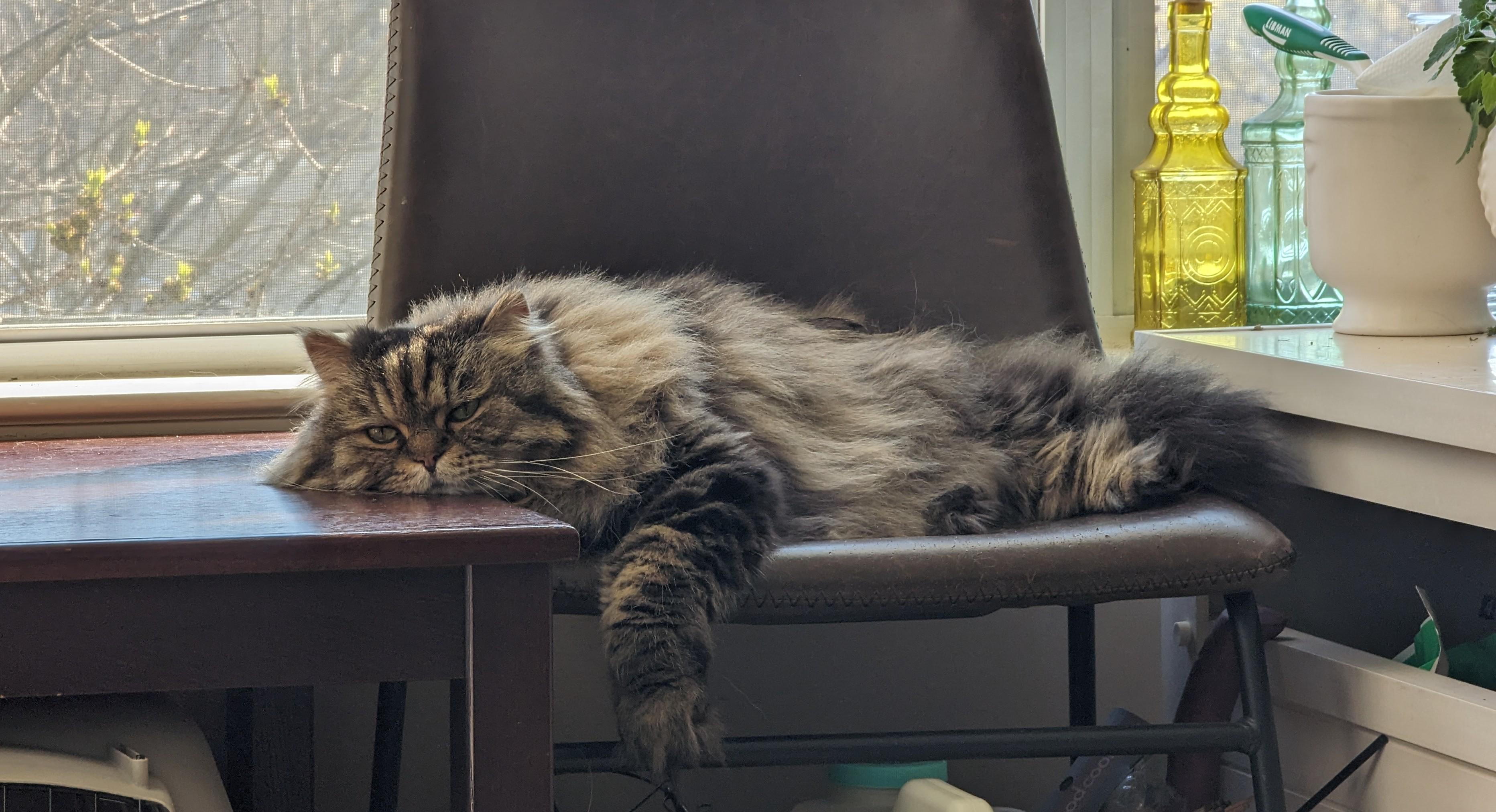 Just lounging around | Scrolller