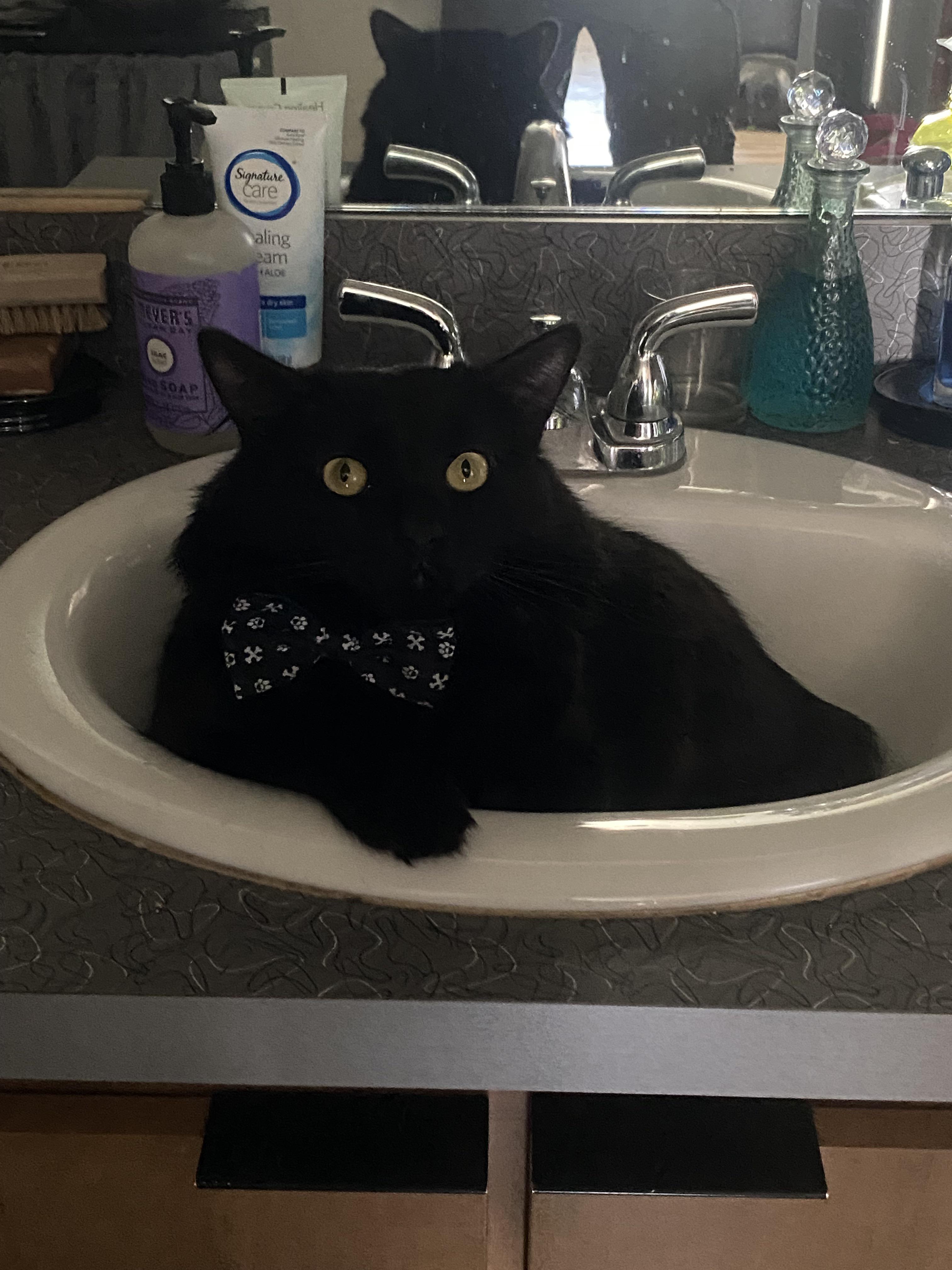 Any one else have a sink kitty? | Scrolller