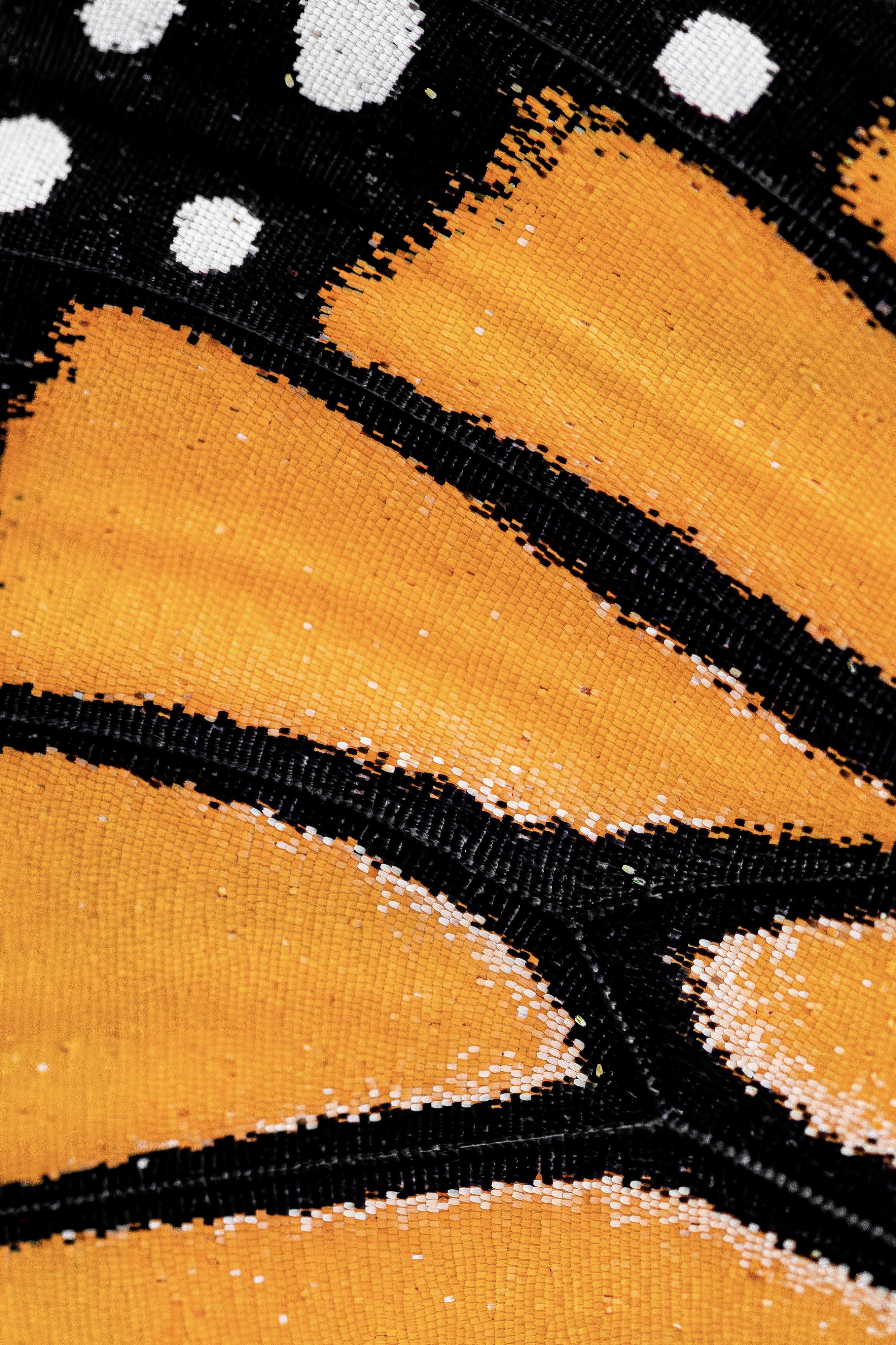 Monarch Butterfly Wing | Scrolller