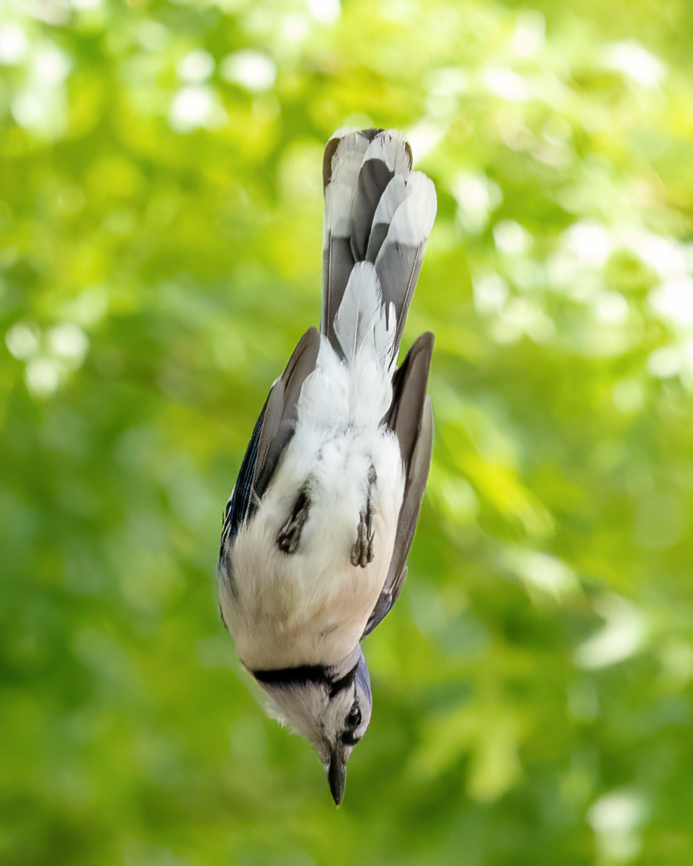 Bungee Jumping Blue Jay | Scrolller