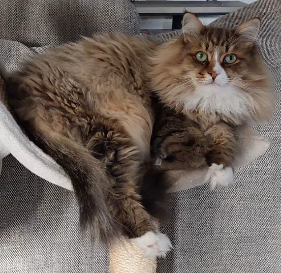 Look very cute and fluffy | Scrolller