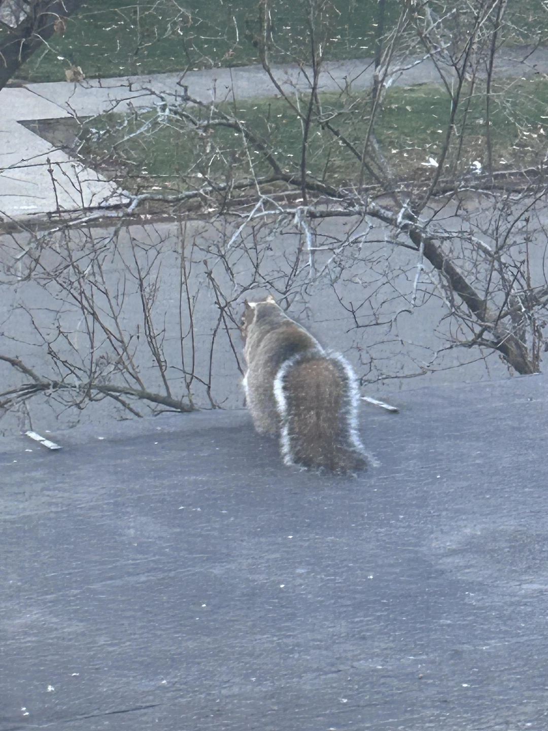 We got a happy chonker | Scrolller