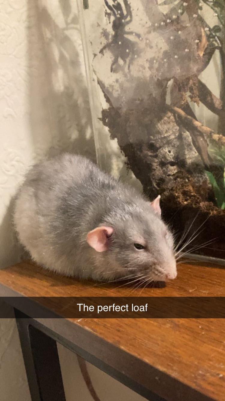 Rat loaf | Scrolller