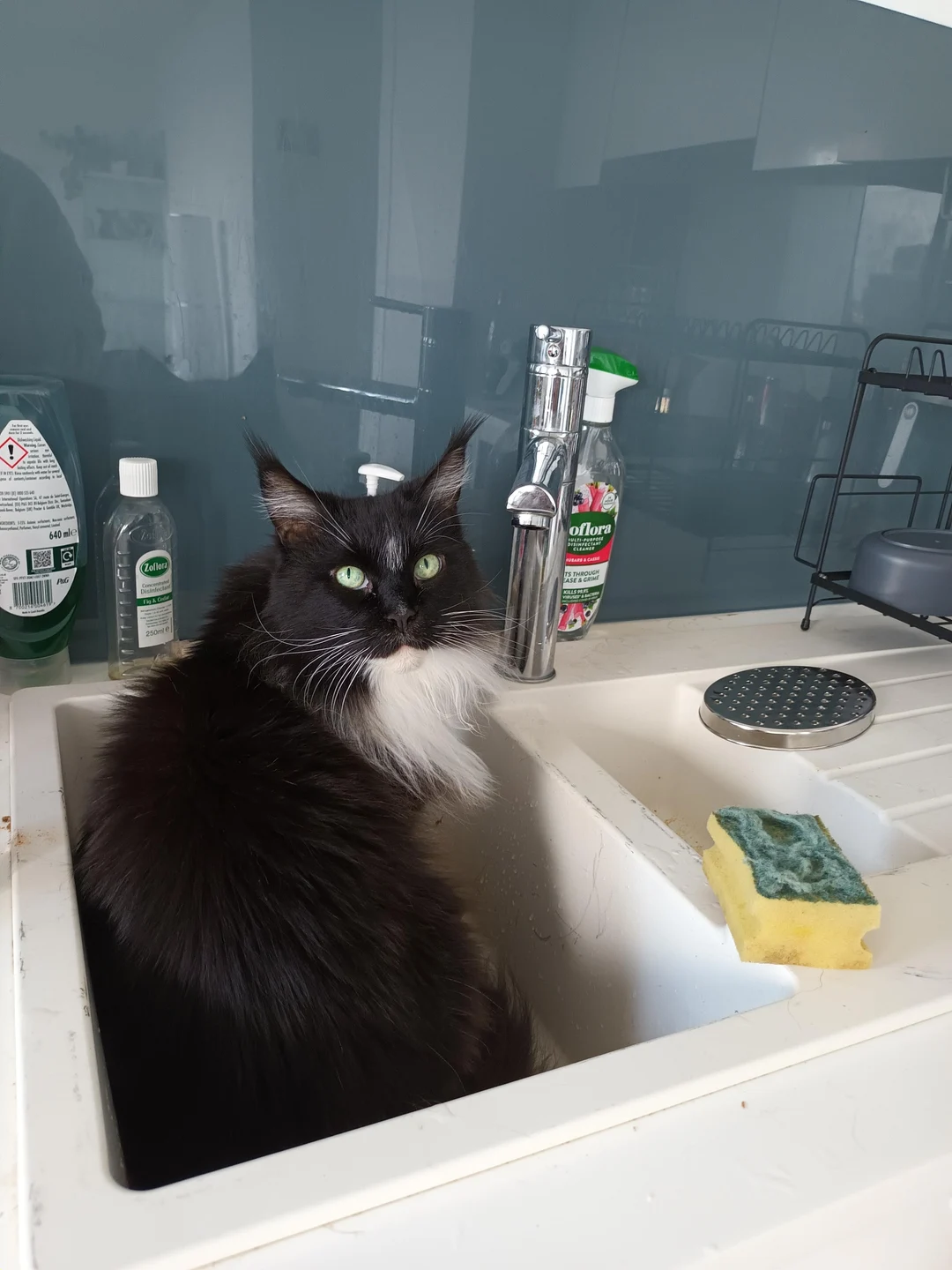 She's evolved from sitting at the edge looking in, to sitting inside the sink lol | Scrolller
