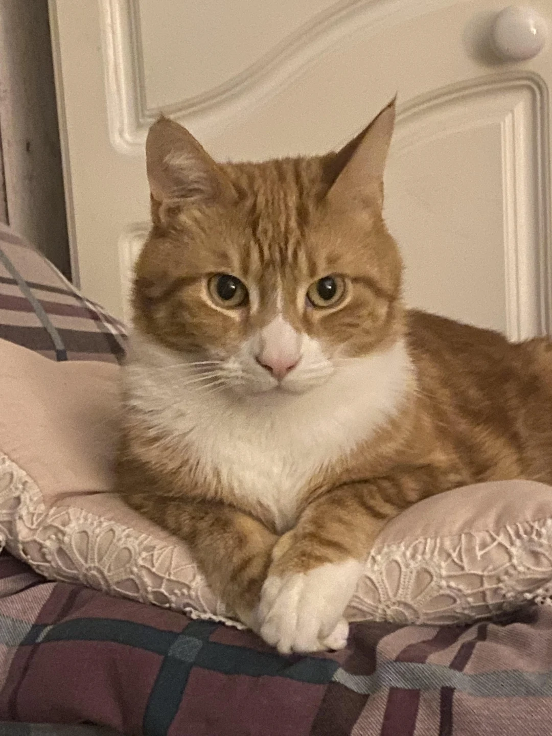 Loki looks like a distinguished gentleman sitting with his paws crossed. | Scrolller