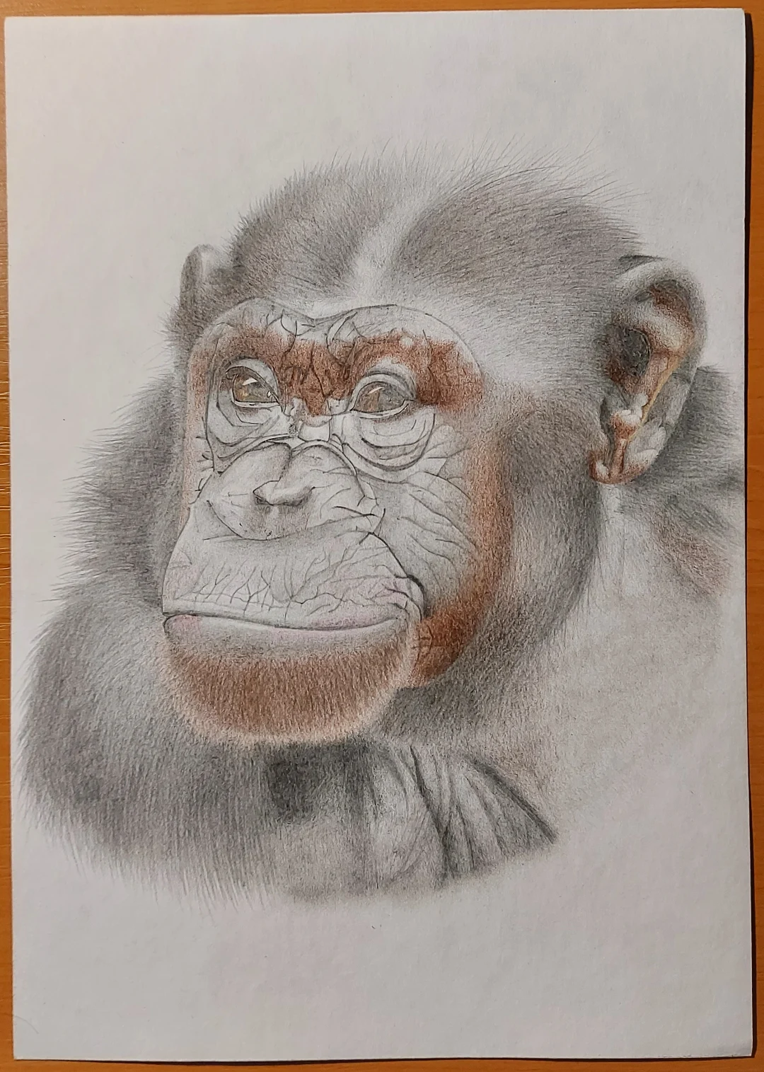 A chimp, me, pencils, 2022 | Scrolller