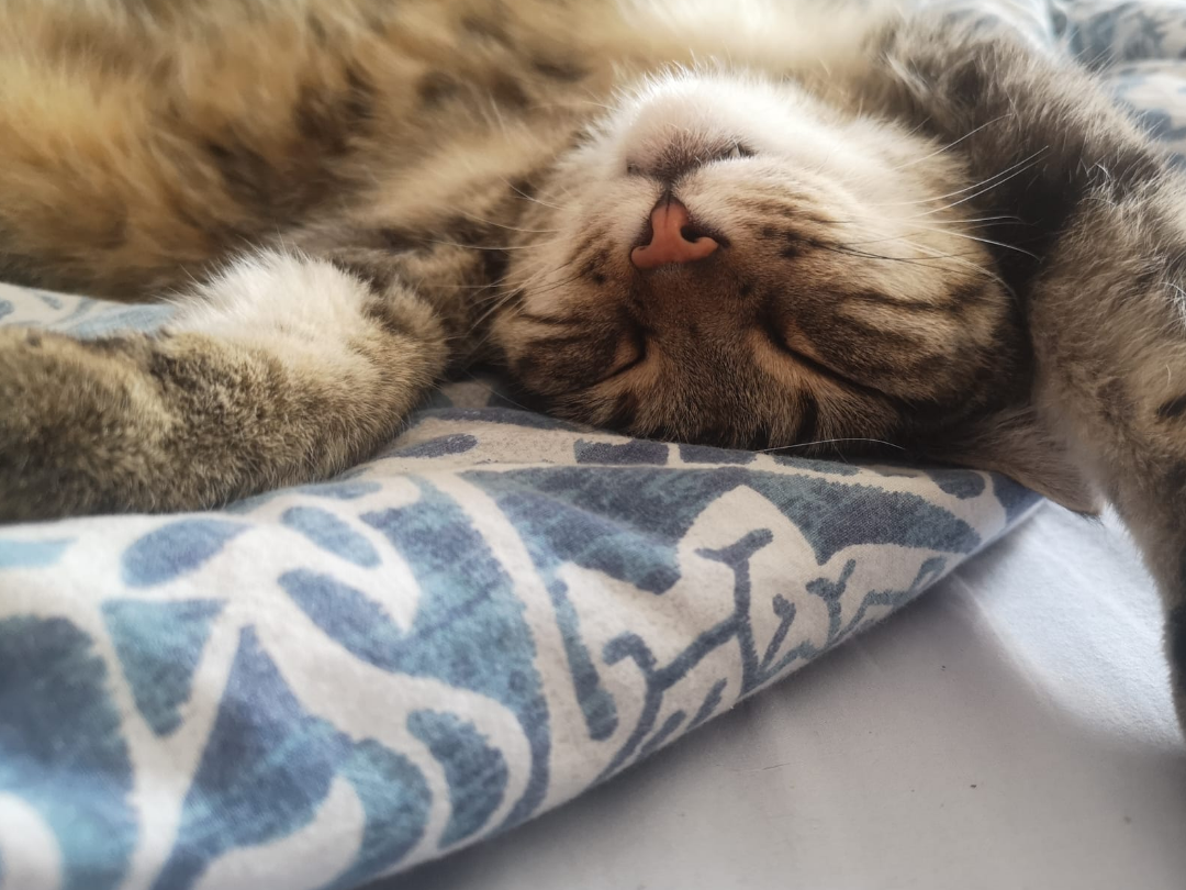 Peaceful sleeping | Scrolller